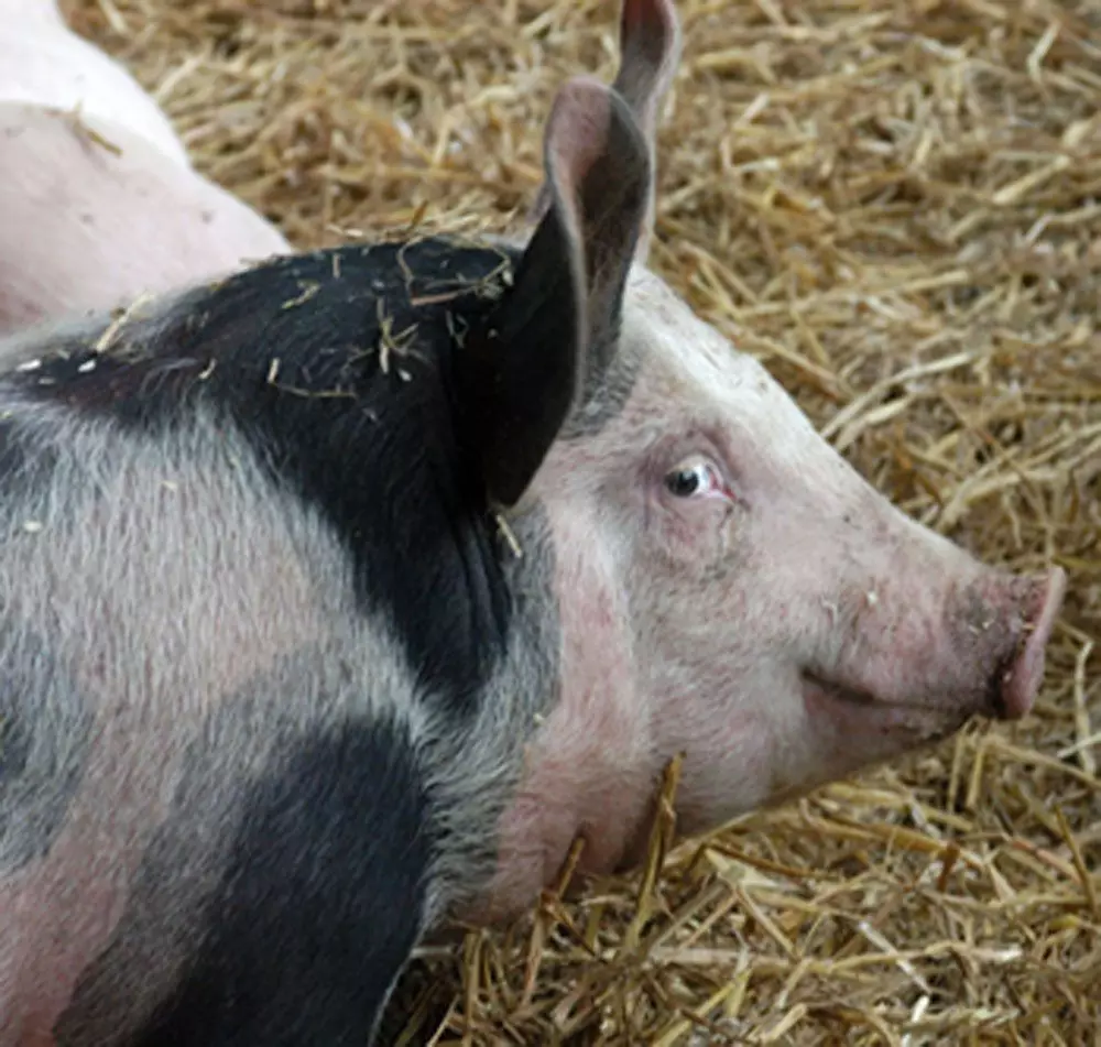 유럽 멧돼지의 후손인 유럽 국내 돼지.