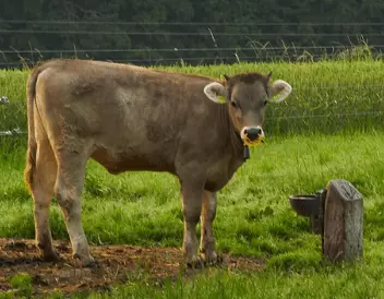 วัวในประเทศ (Bos taurus) ในชนบทซูริก สวิตเซอร์แลนด์