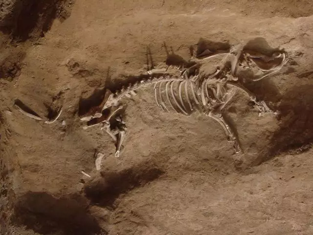 โครงกระดูกหมูอายุ 4,000 ปีที่เถาซี่