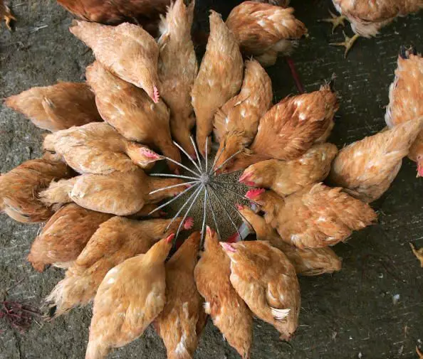 중국 쓰촨성 청두의 가금류 도매시장에서 닭들에게 먹이를 주고 있다.