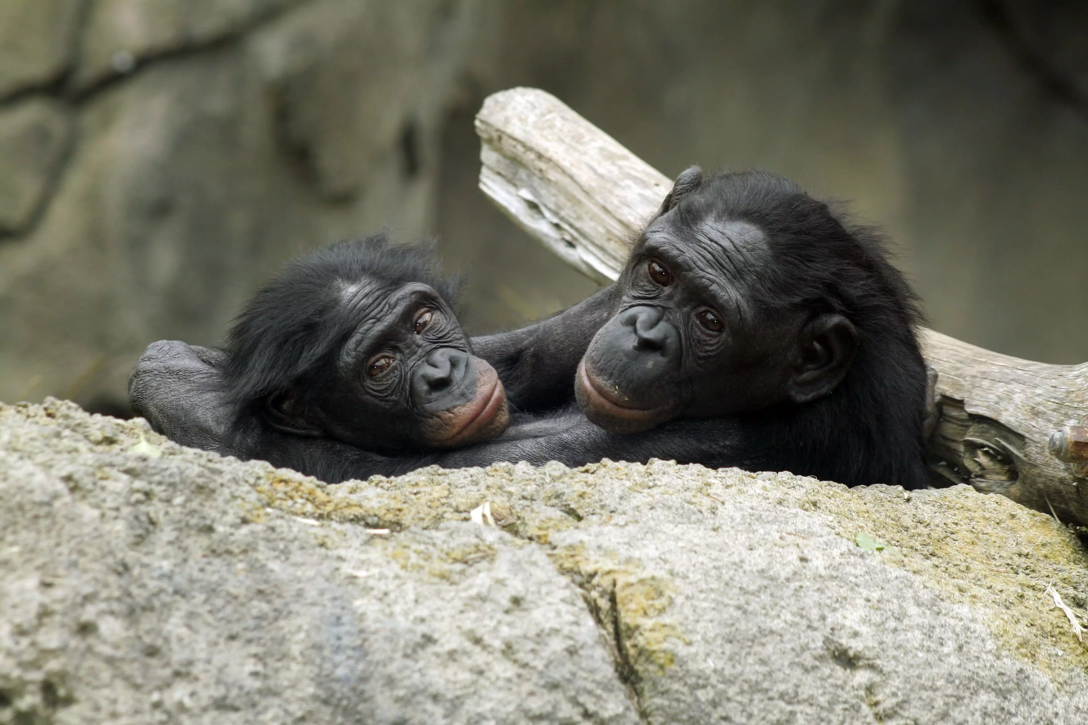 бонобо (малоглаво шимпанзе)