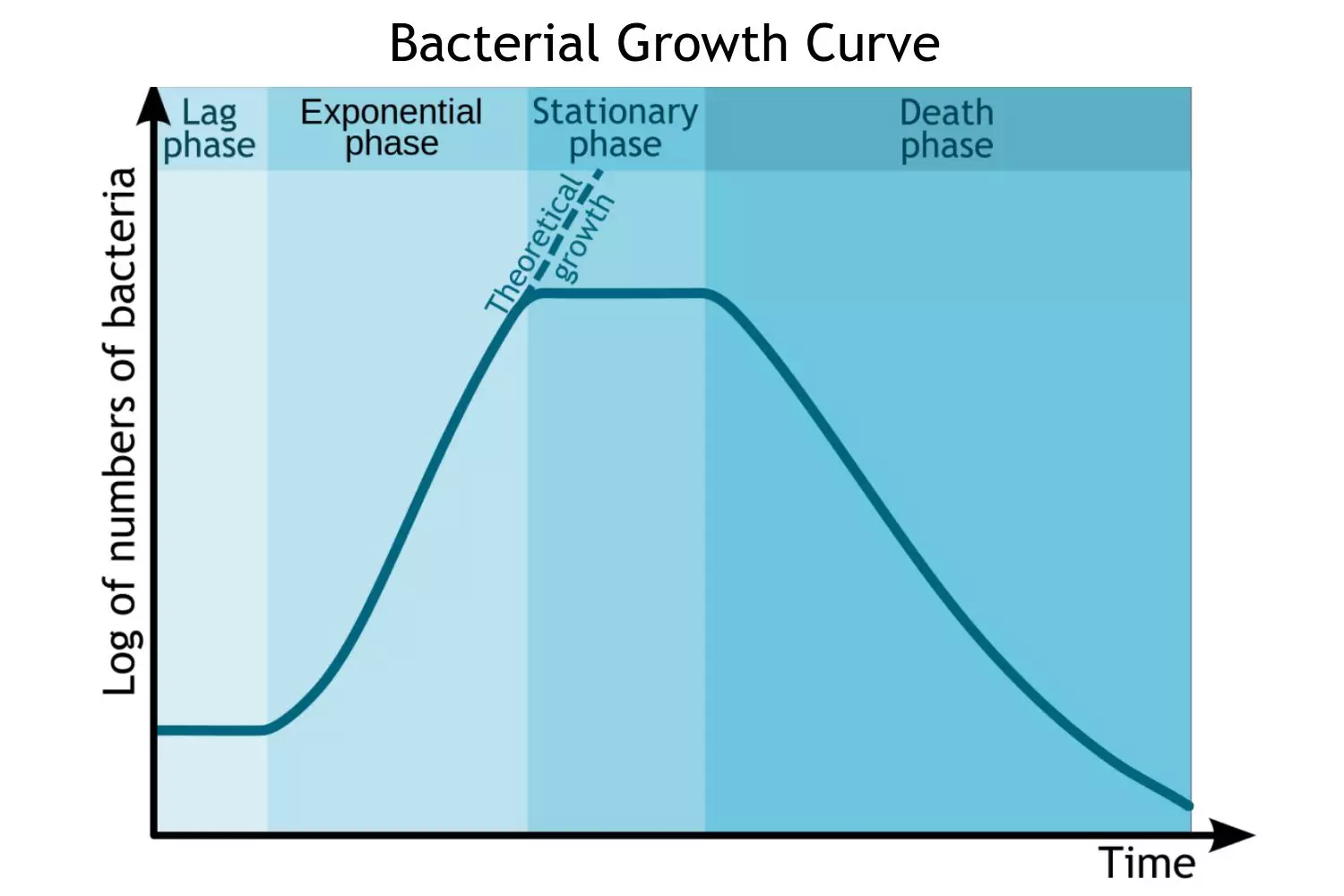 Curve fitomboan'ny bakteria