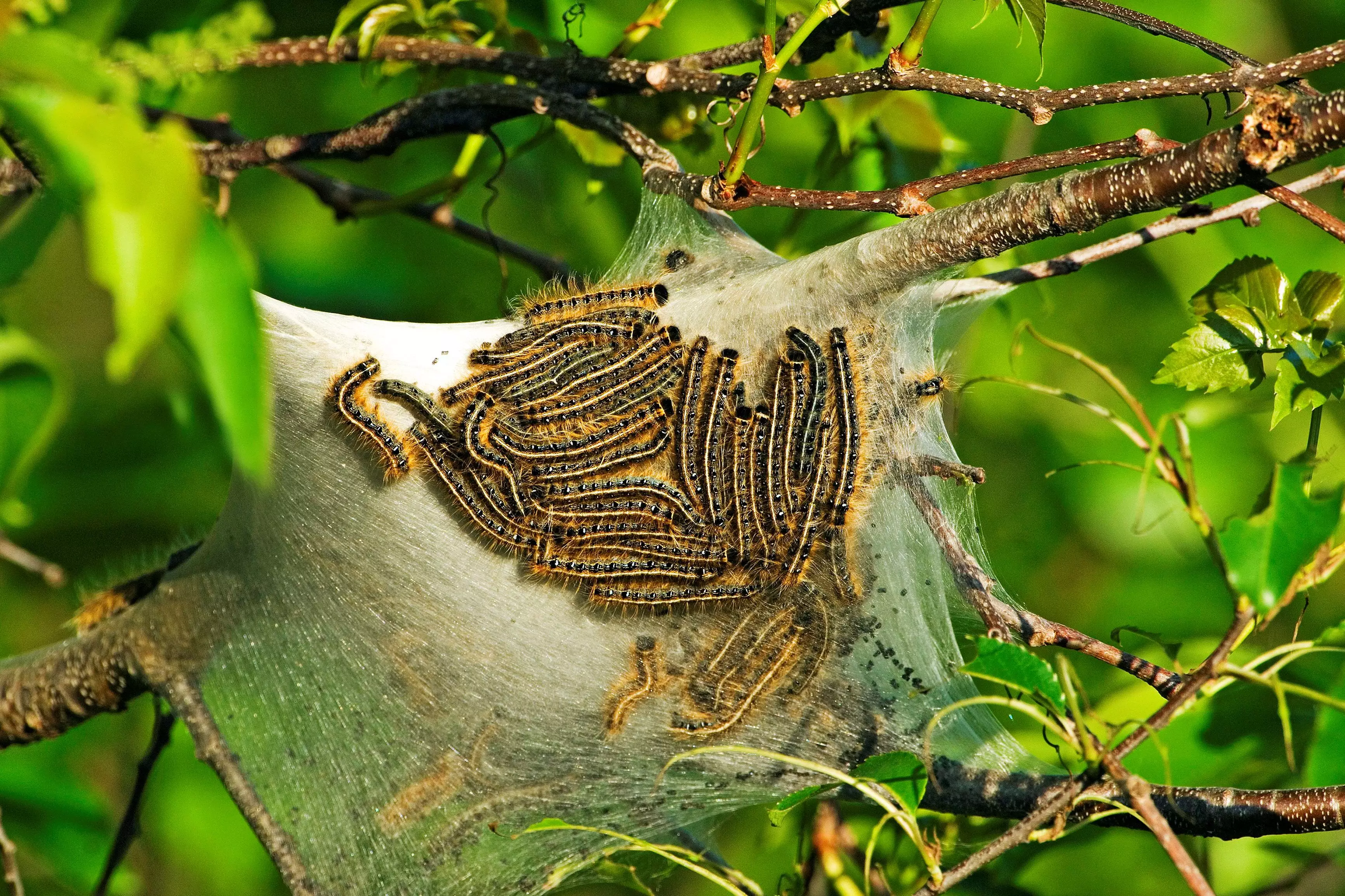 6 увлекательных фактов о палаточных гусеницах