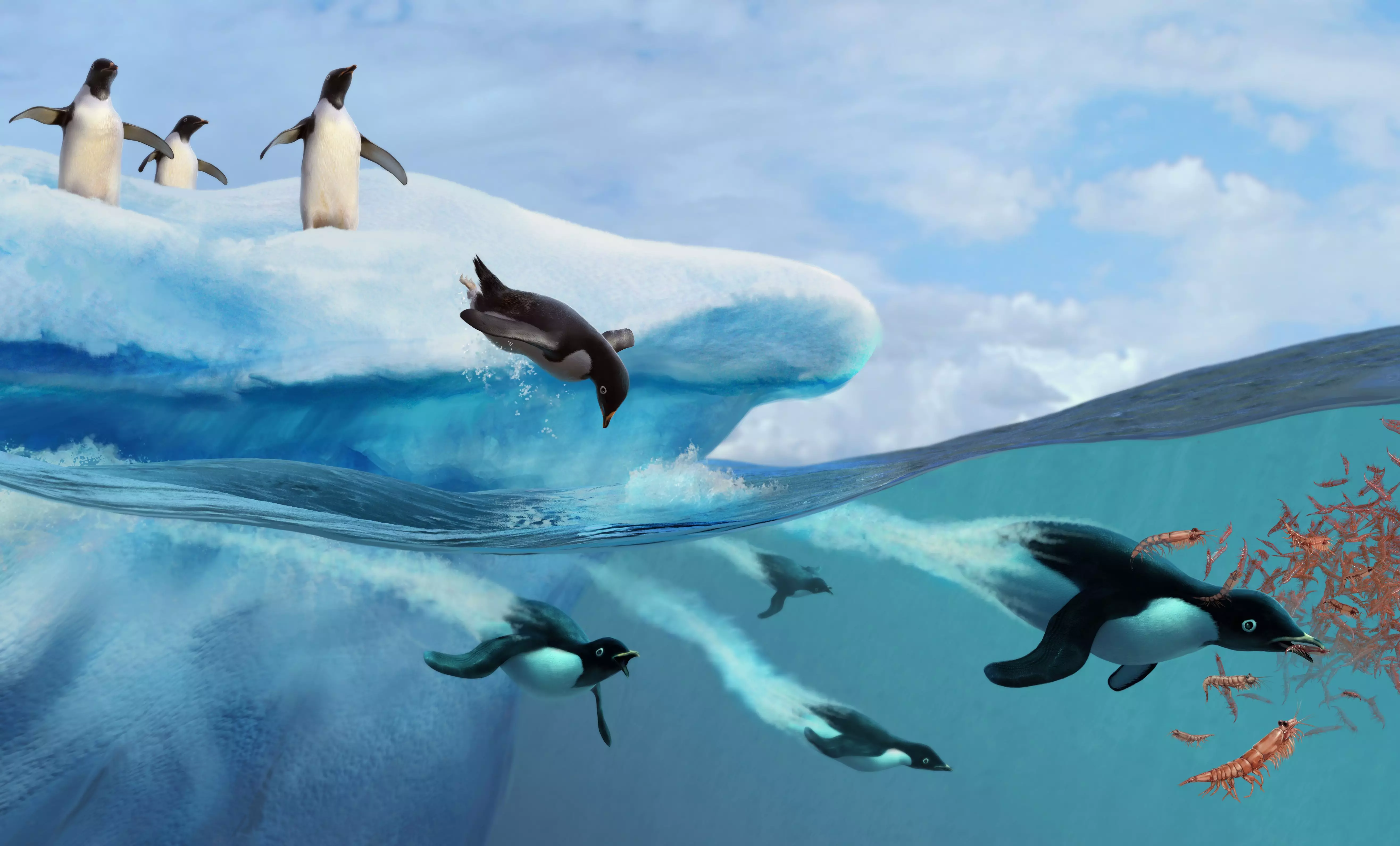 Пингвиннар, китләр һәм башка антарктида хайваннары төп ризык чыганагы буларак криллга таяналар.