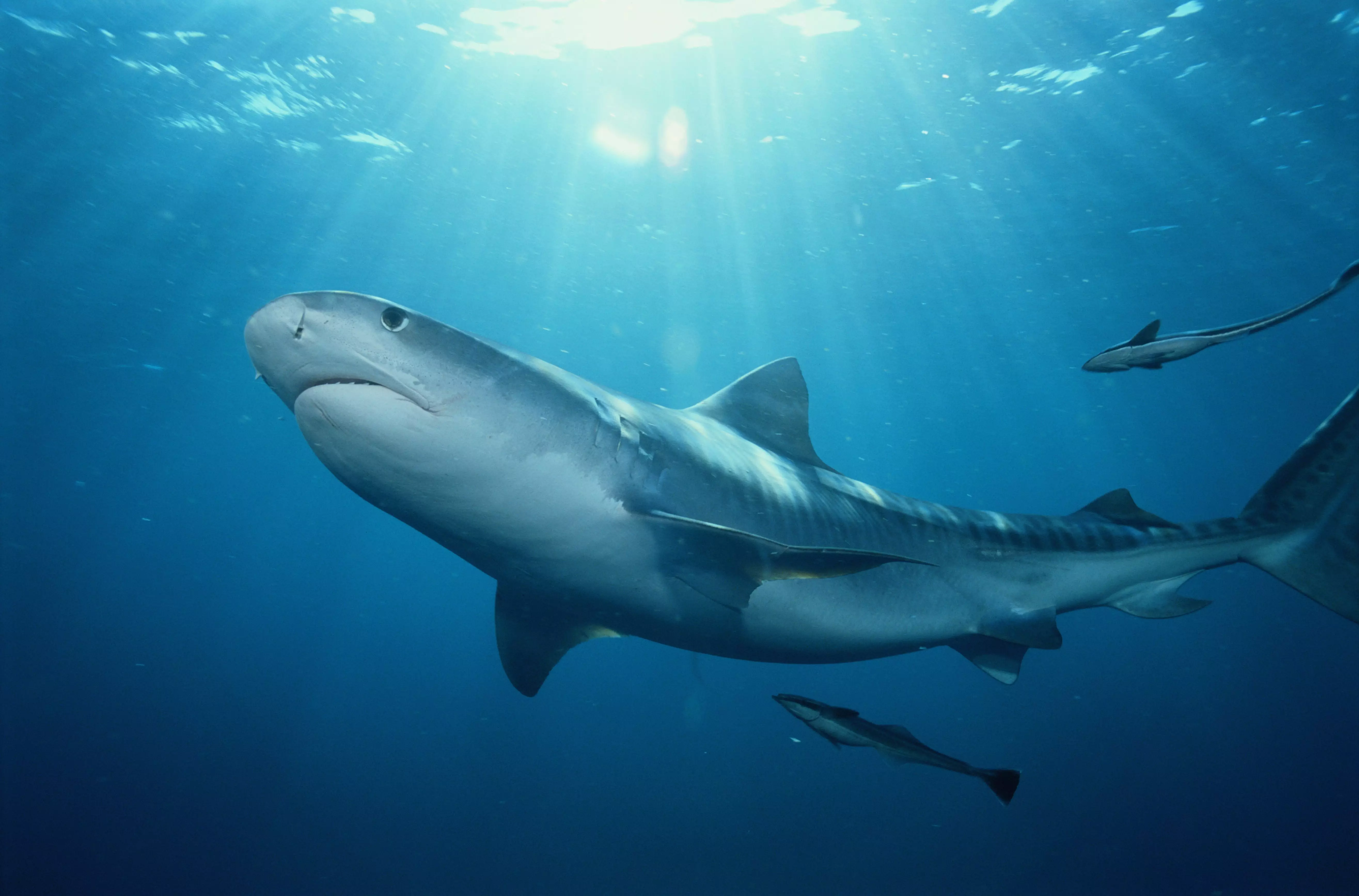 के टाइगर शार्क खतरनाक छन्? साथै, थप टाइगर शार्क तथ्यहरू