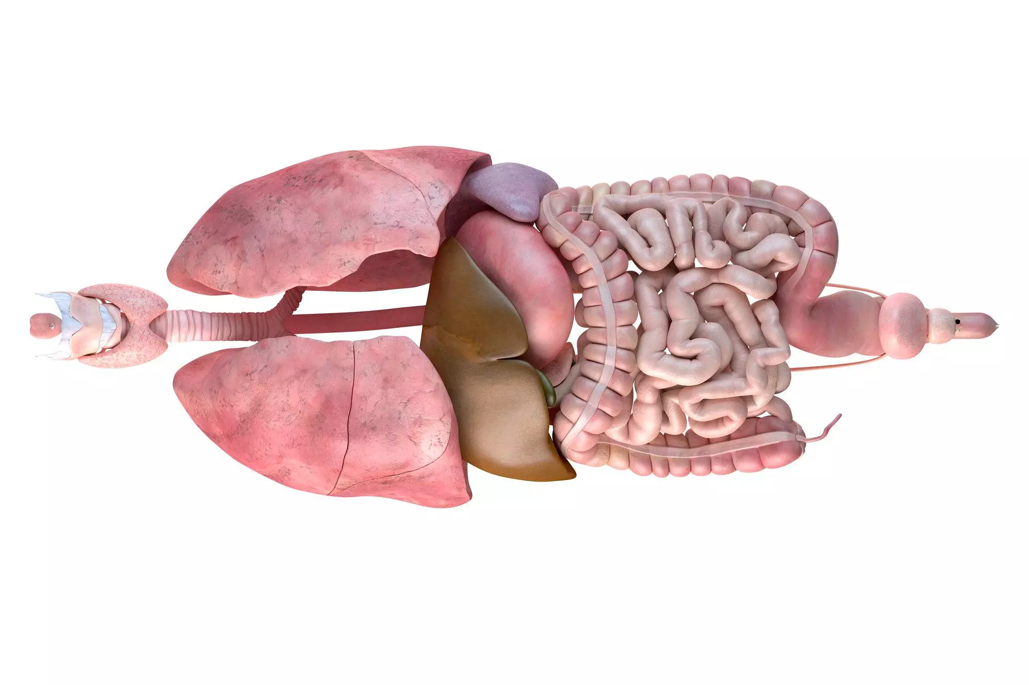 illustration af indre organer