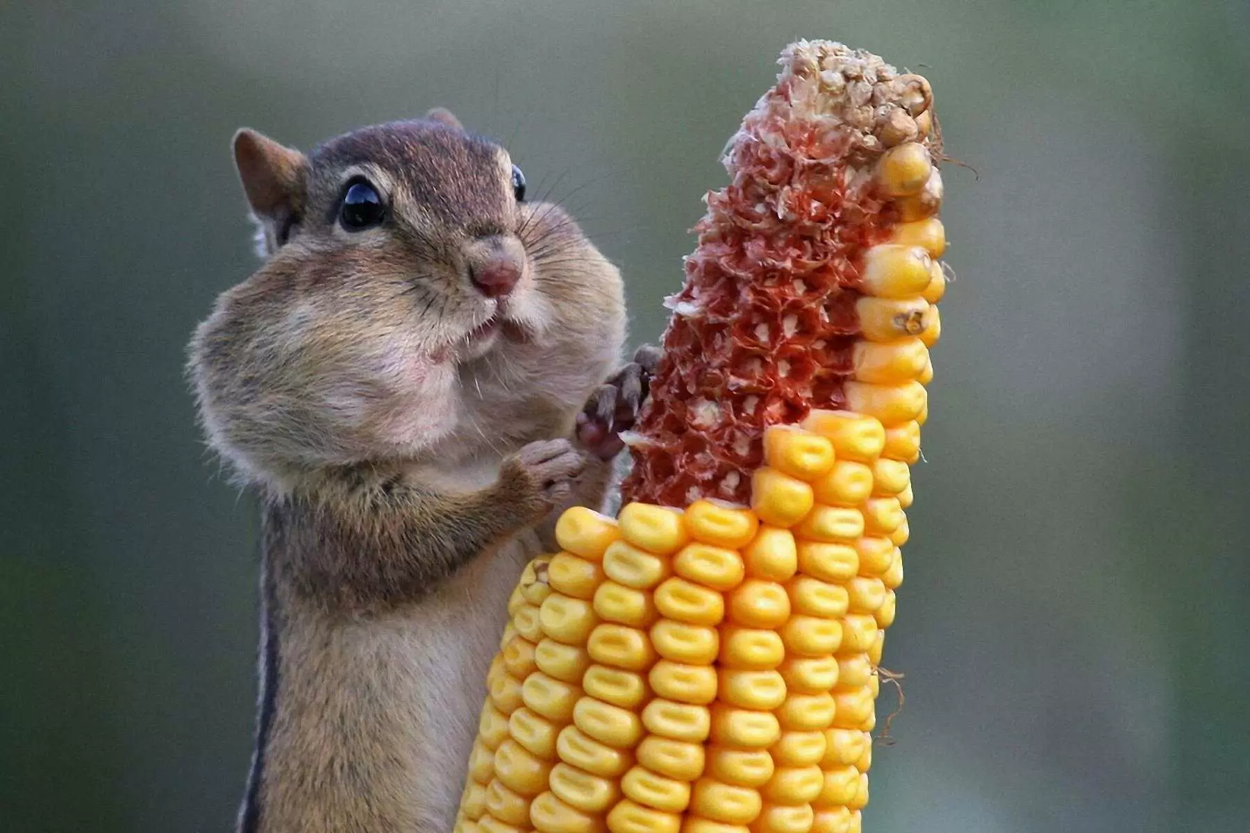 veverica jede kukuruz