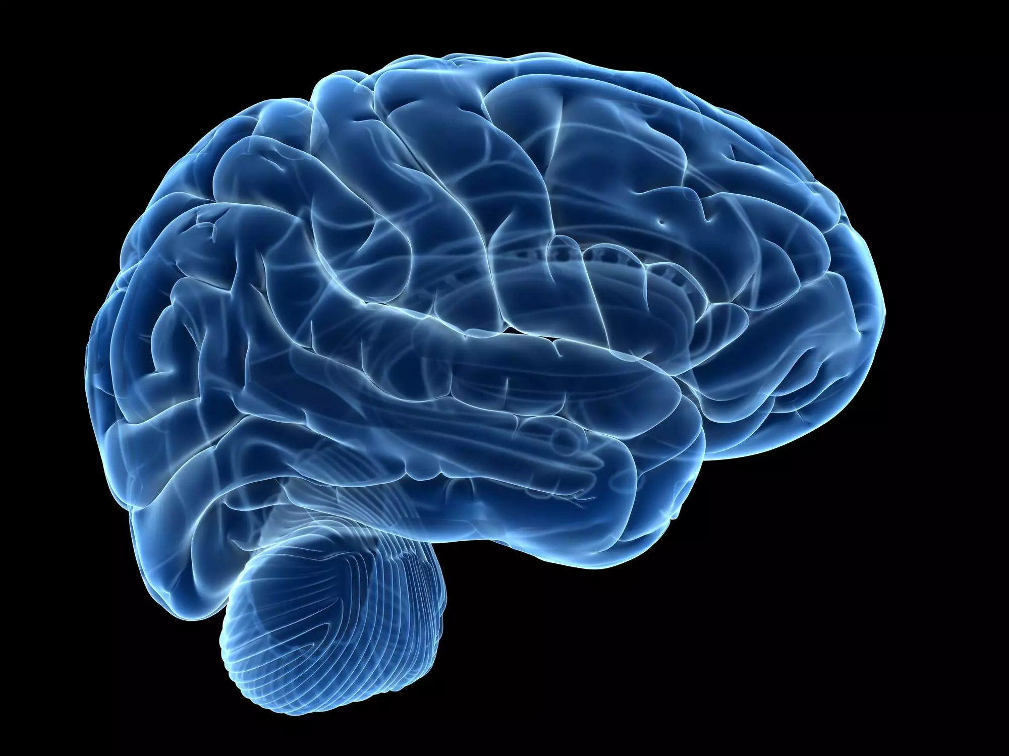 मानव मस्तिष्क, चित्रण