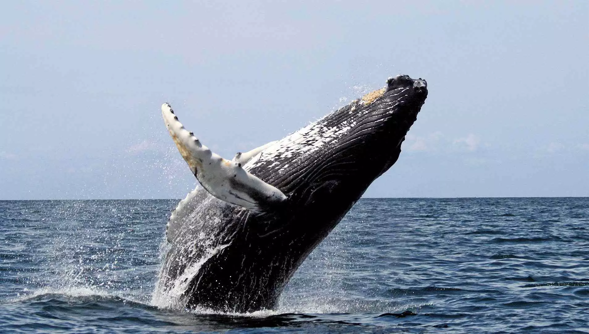 Горбатий кит вистрибує з води.