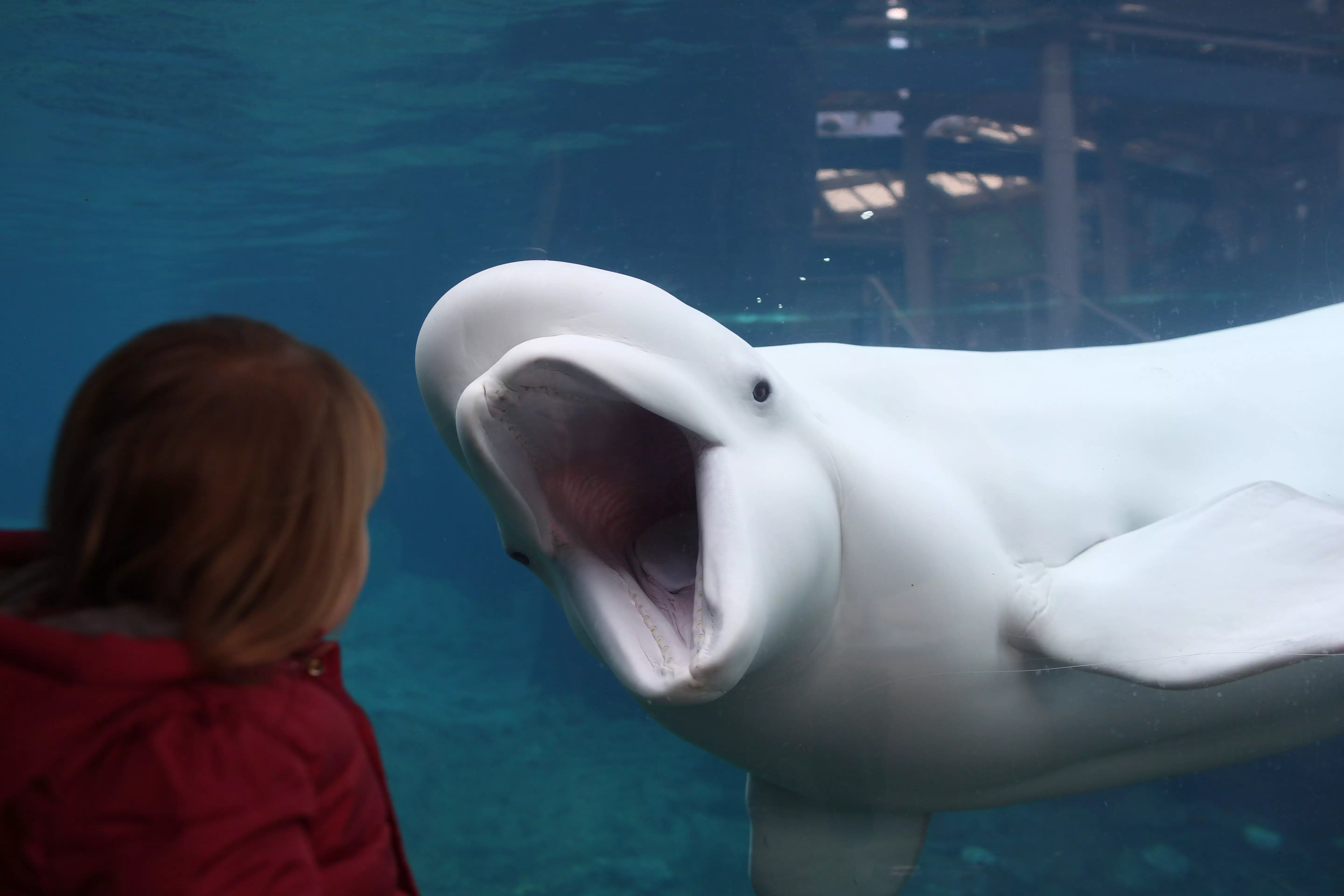 Wieloryb bieługa i dziecko patrzą na siebie przez okno widokowe na akwarium.