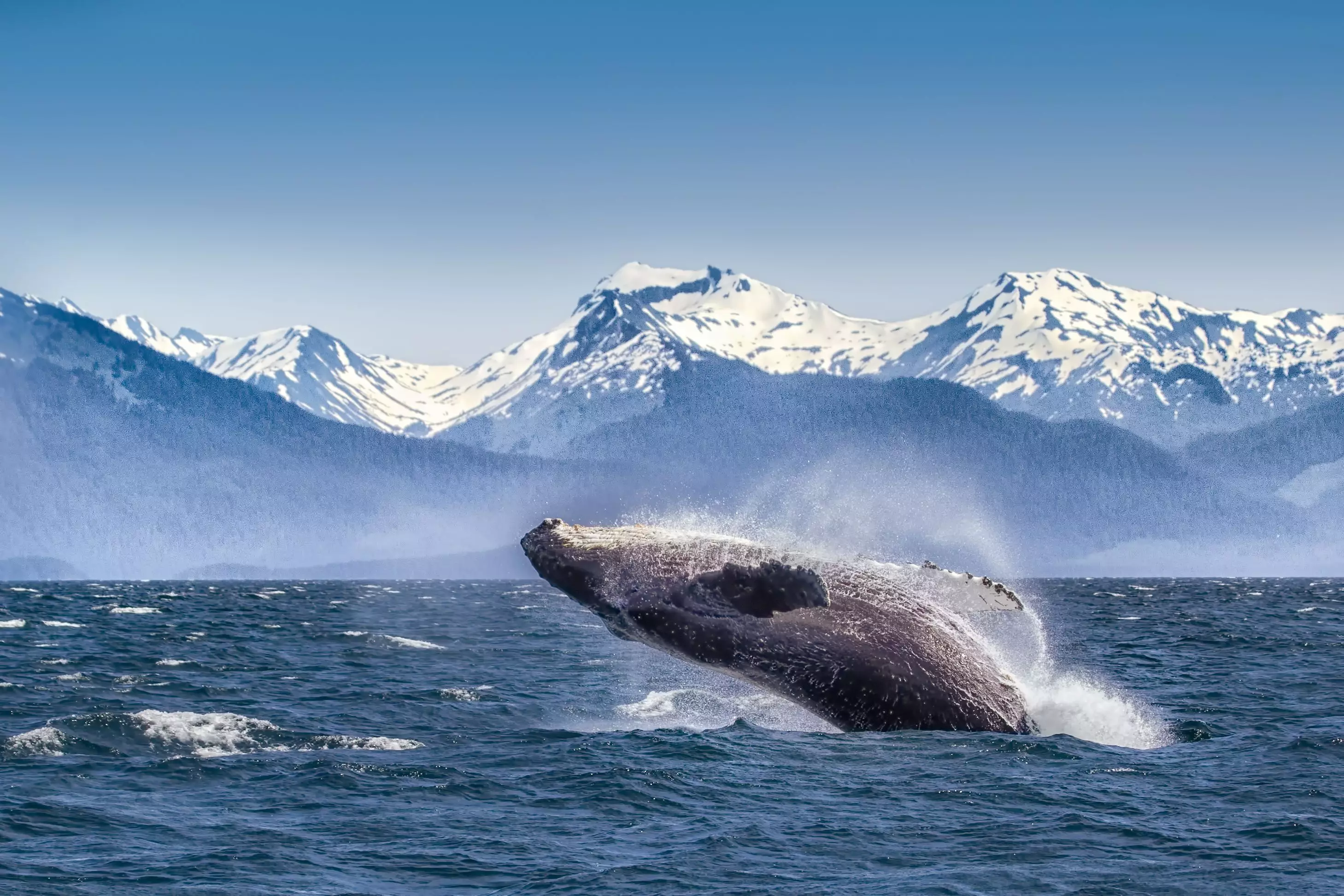 Wieloryb skoki w oceanie z ośnieżonymi górami w tle.