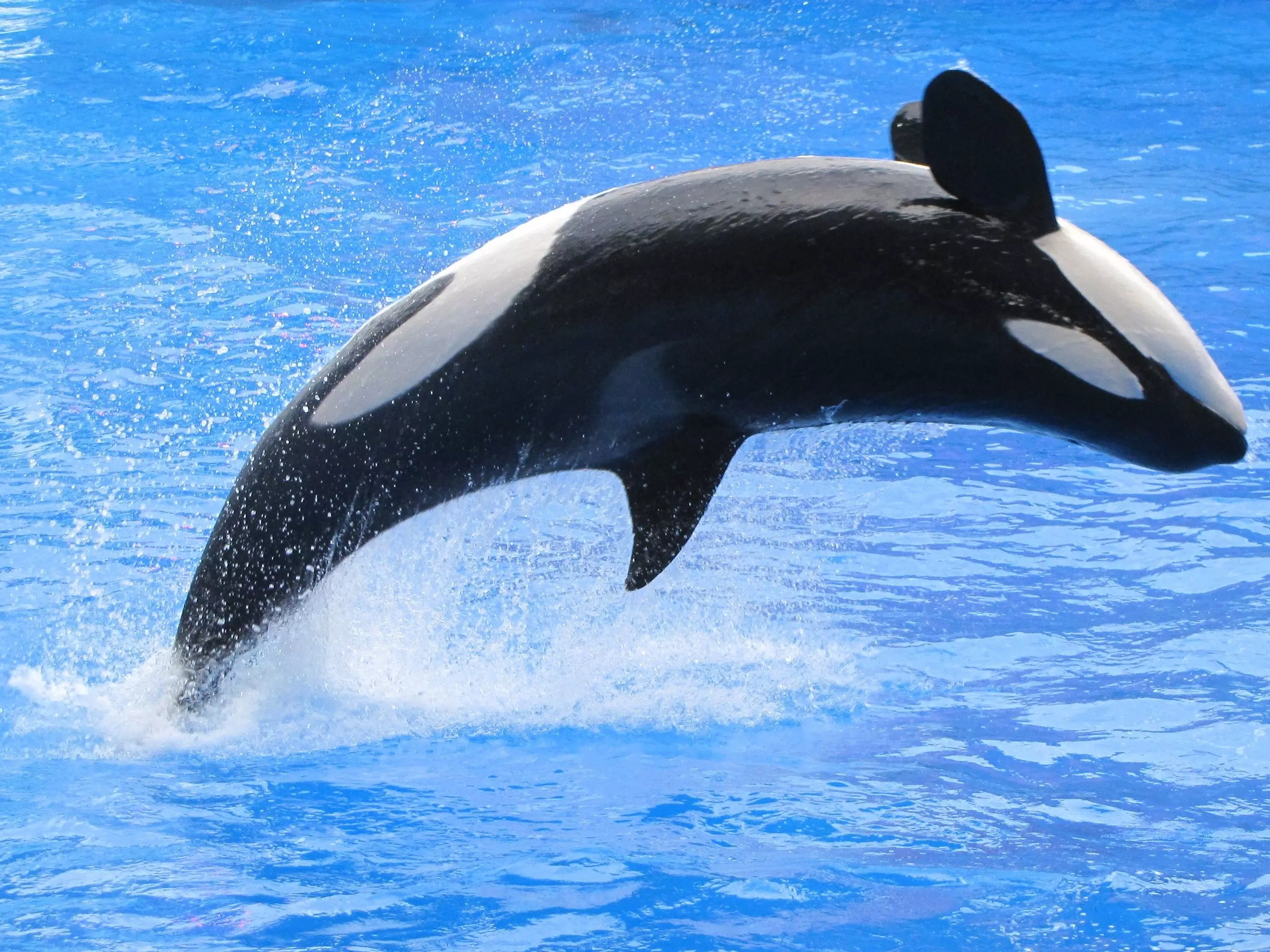 Killer whale springt yn in swimbad mei prachtich blau wetter.