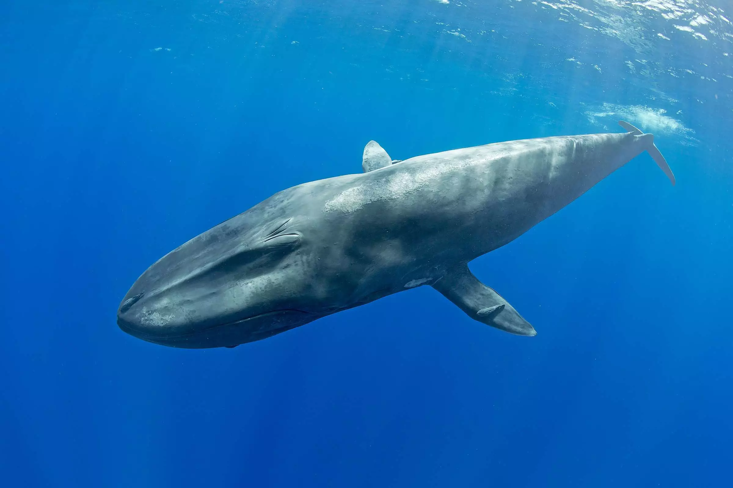En blåhval svømmer under vann.