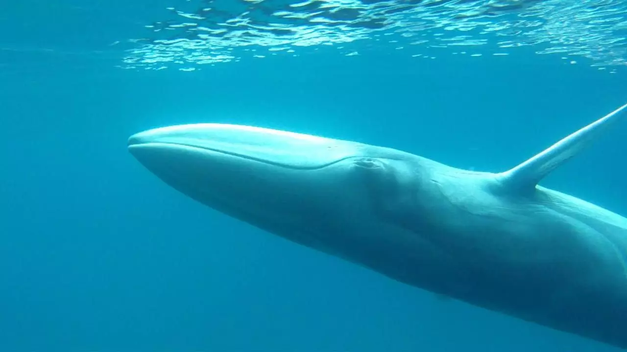 Wieloryb pływający pod wodą.