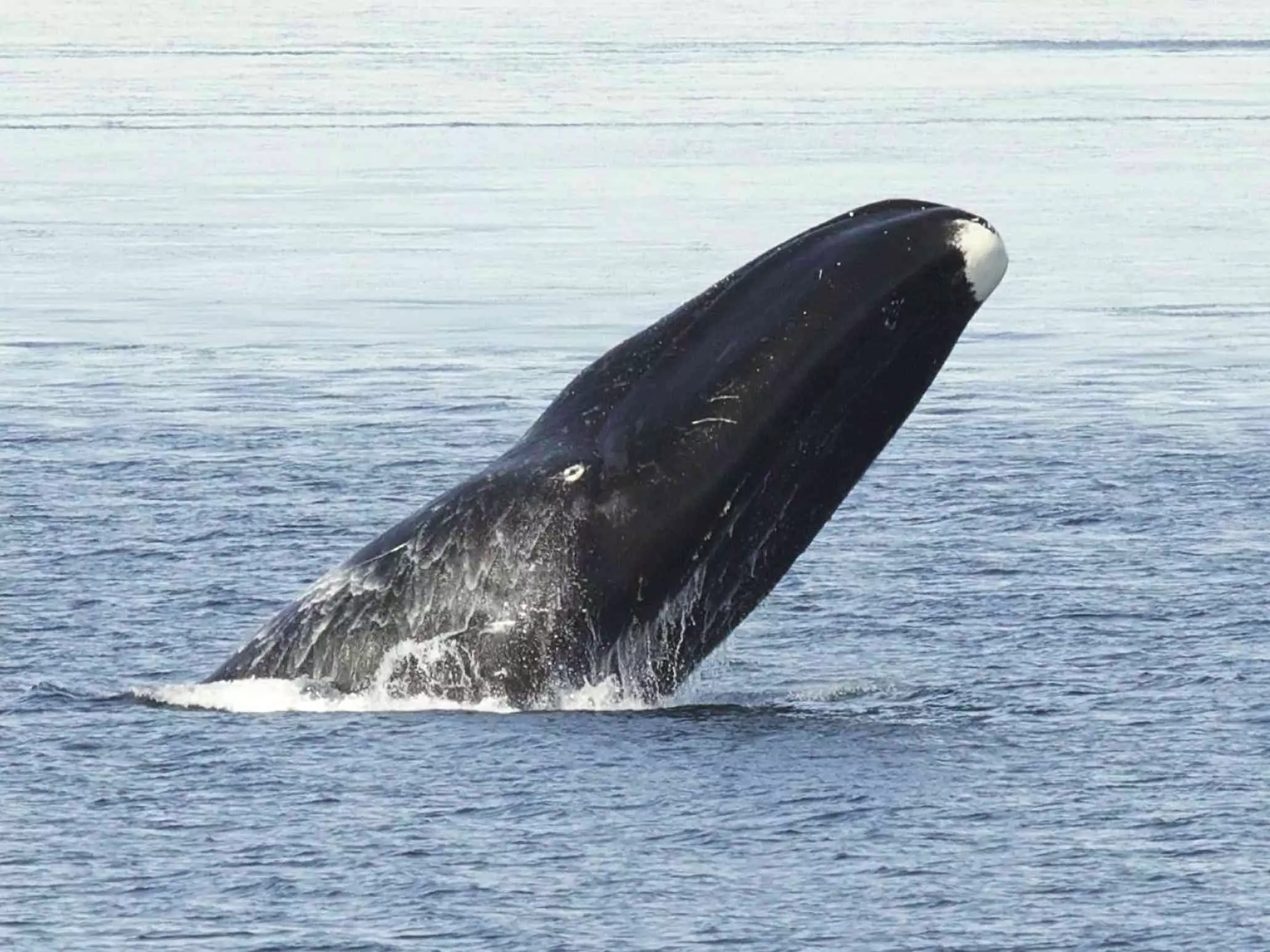 Wieloryb grenlandzki wystający z wody.