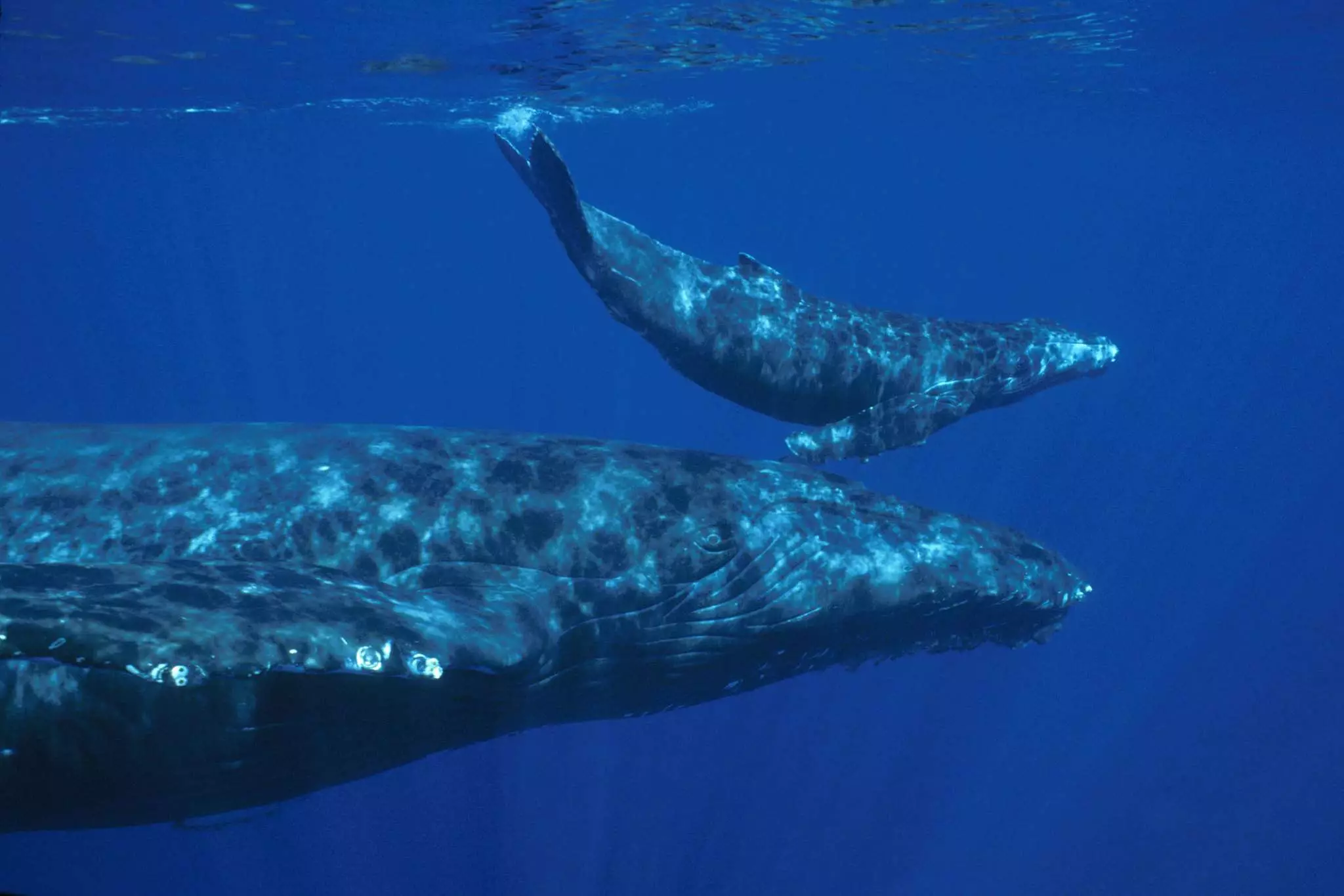 Humpback whale na nwa ehi na-egwu mmiri n'okpuru mmiri.