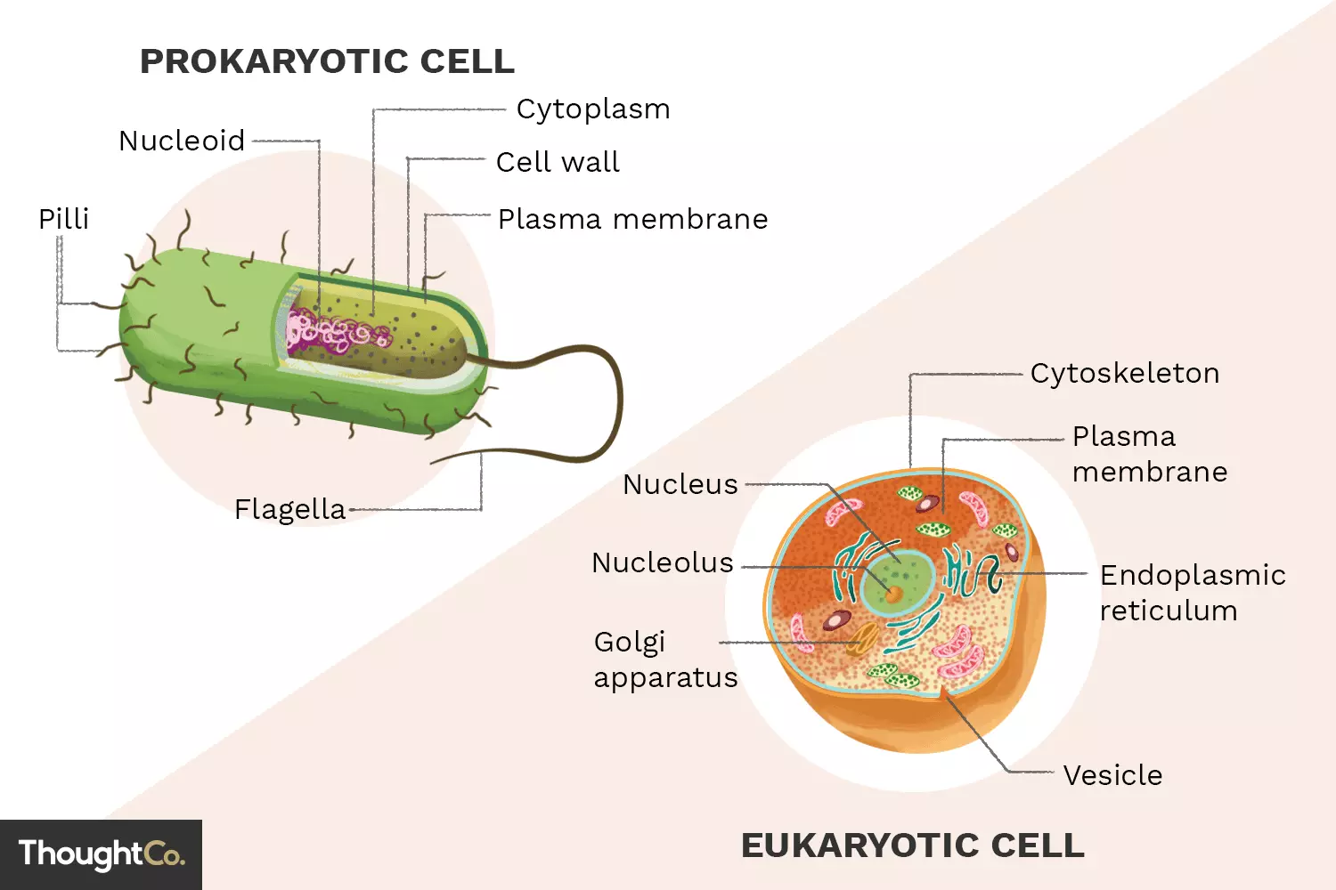 Prokaryotes اور Eukaryotes کے درمیان کیا فرق ہے؟