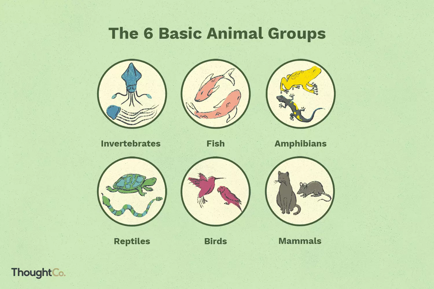 6 بنیادی جانوروں کے گروپ