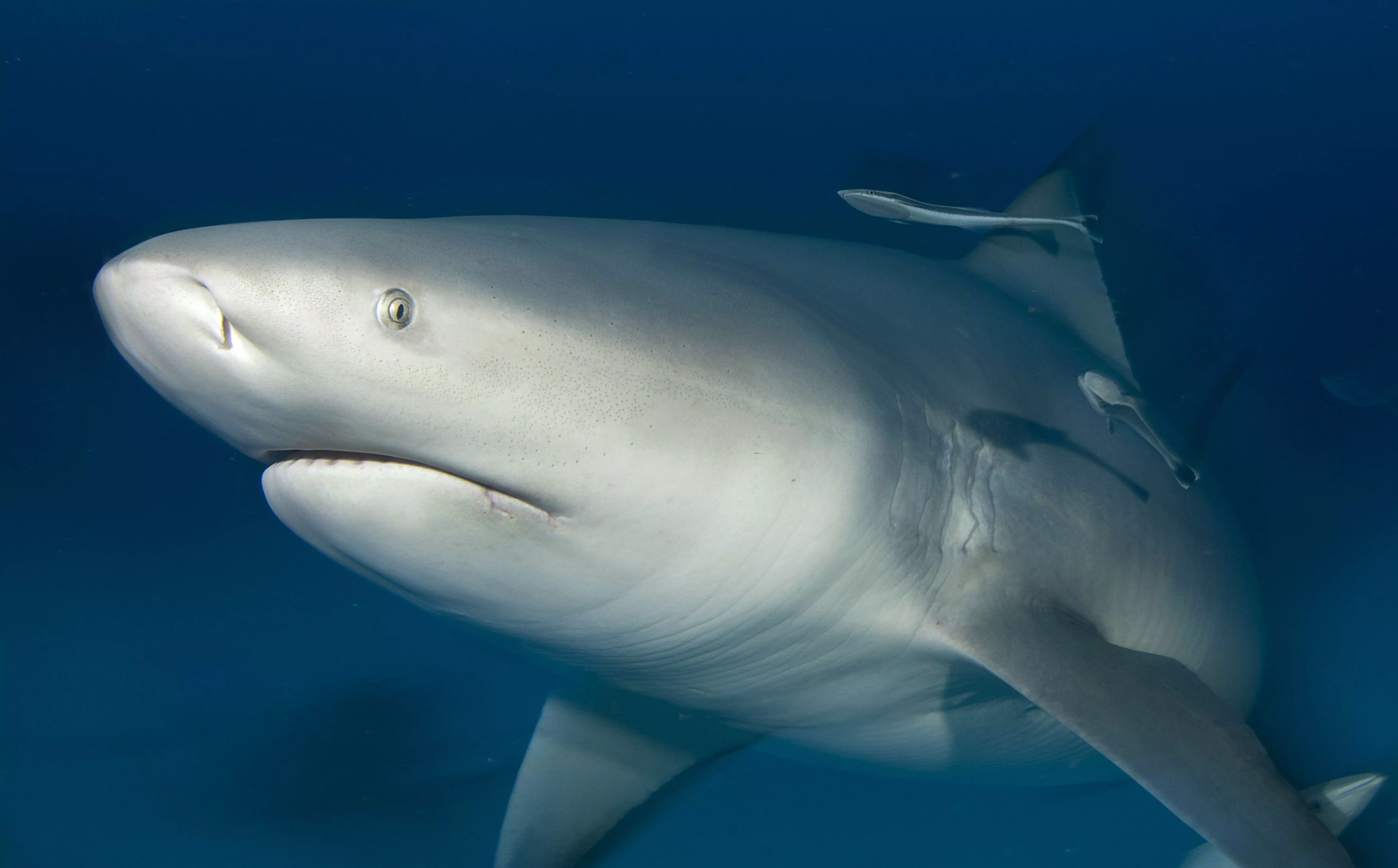 Ibintu bishimishije bya Bull Shark (Carcharhinus leucas)
