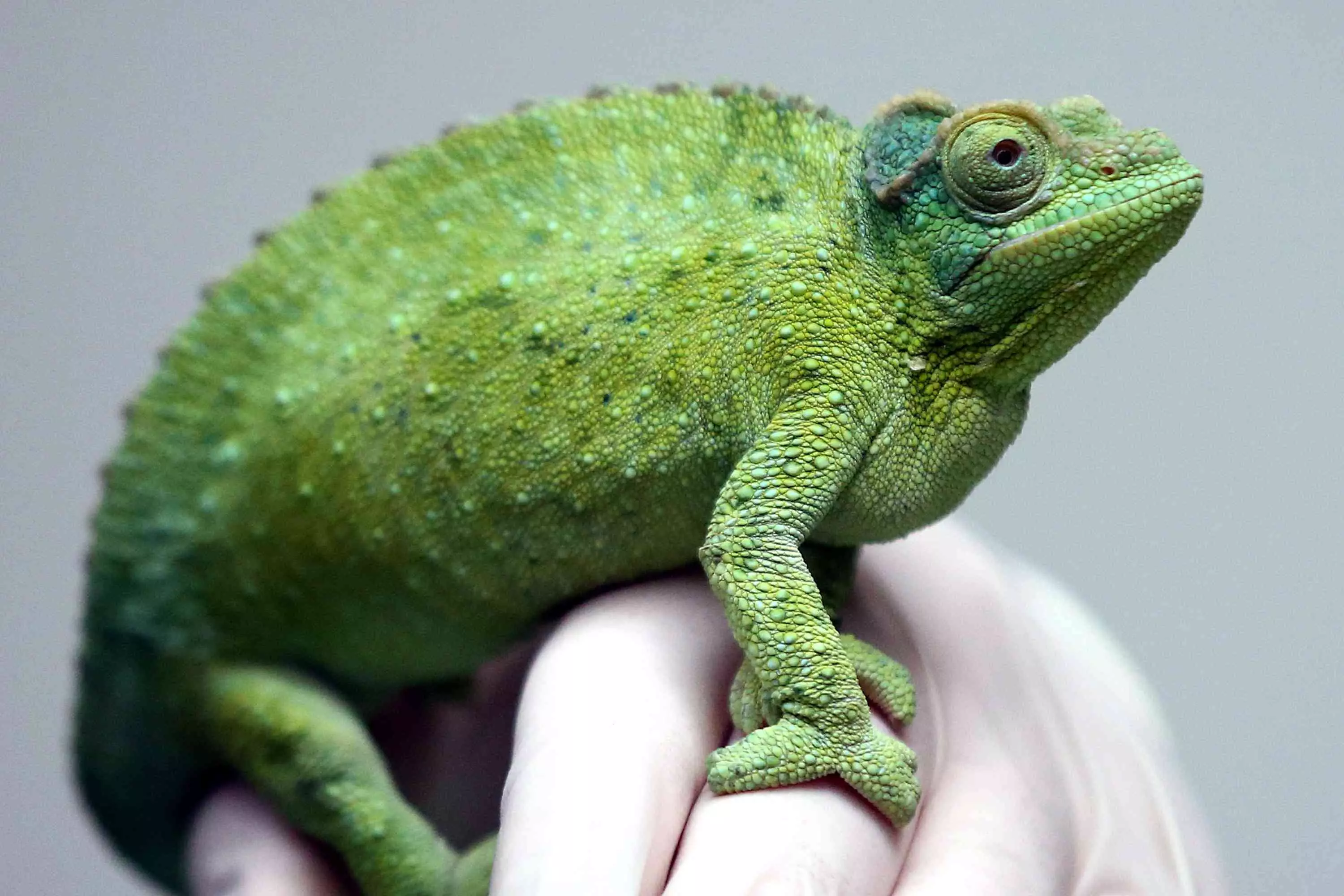 Isang chameleon ni Jackson na hinahawakan ng isang zookeeper sa London