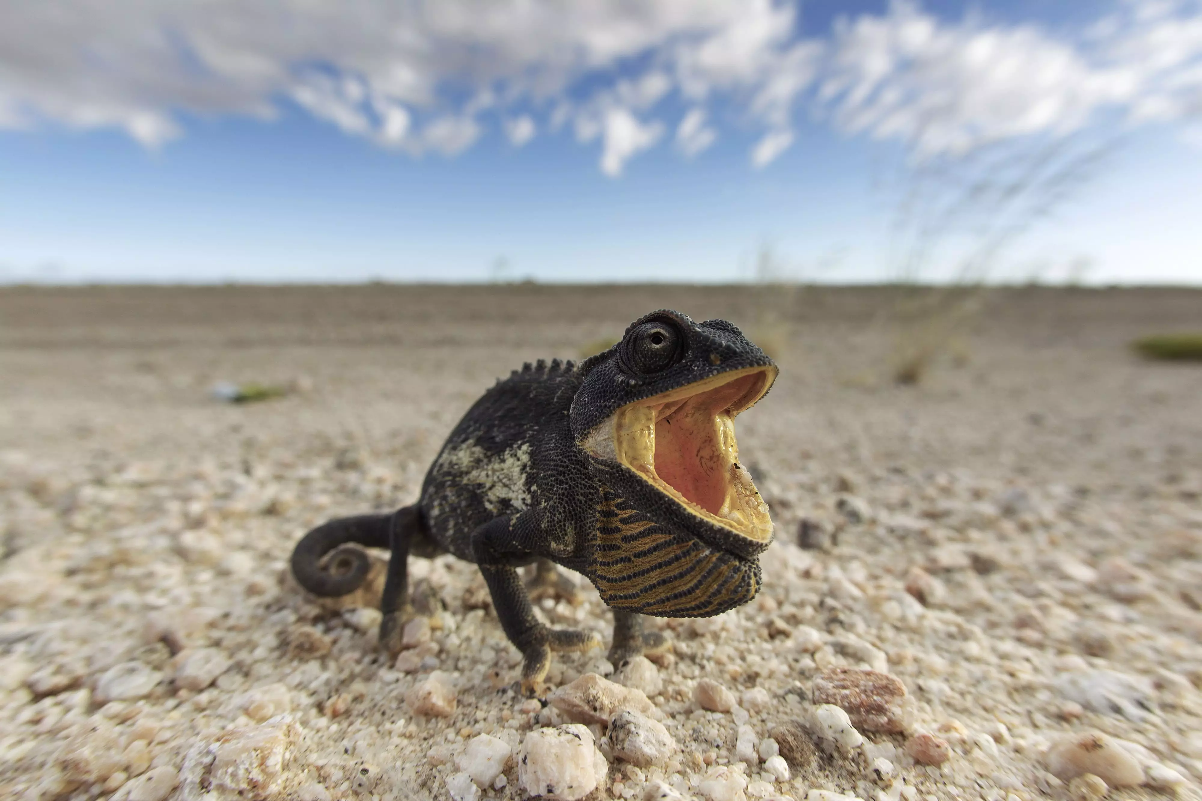 Un camaleón de Namaqua no deserto de Namib, volveuse negro e coa boca aberta e brillante como mostra de ameaza