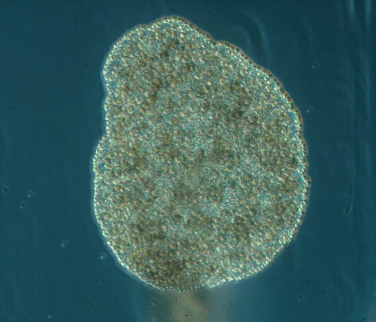 placozoan ၏ အနီးကပ်ပုံ