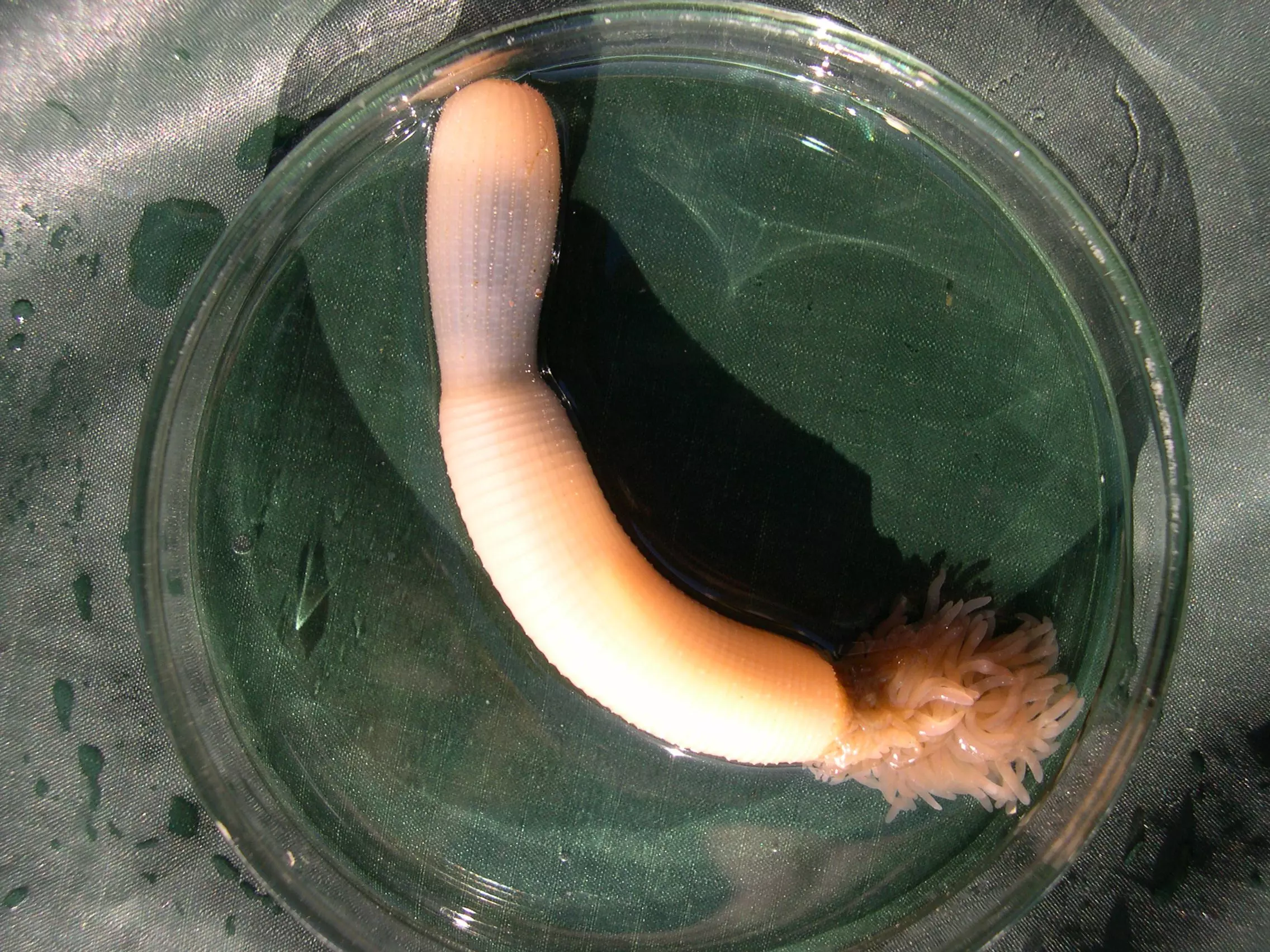 阴茎蠕虫