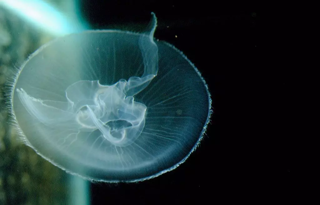 I-Jellyfish