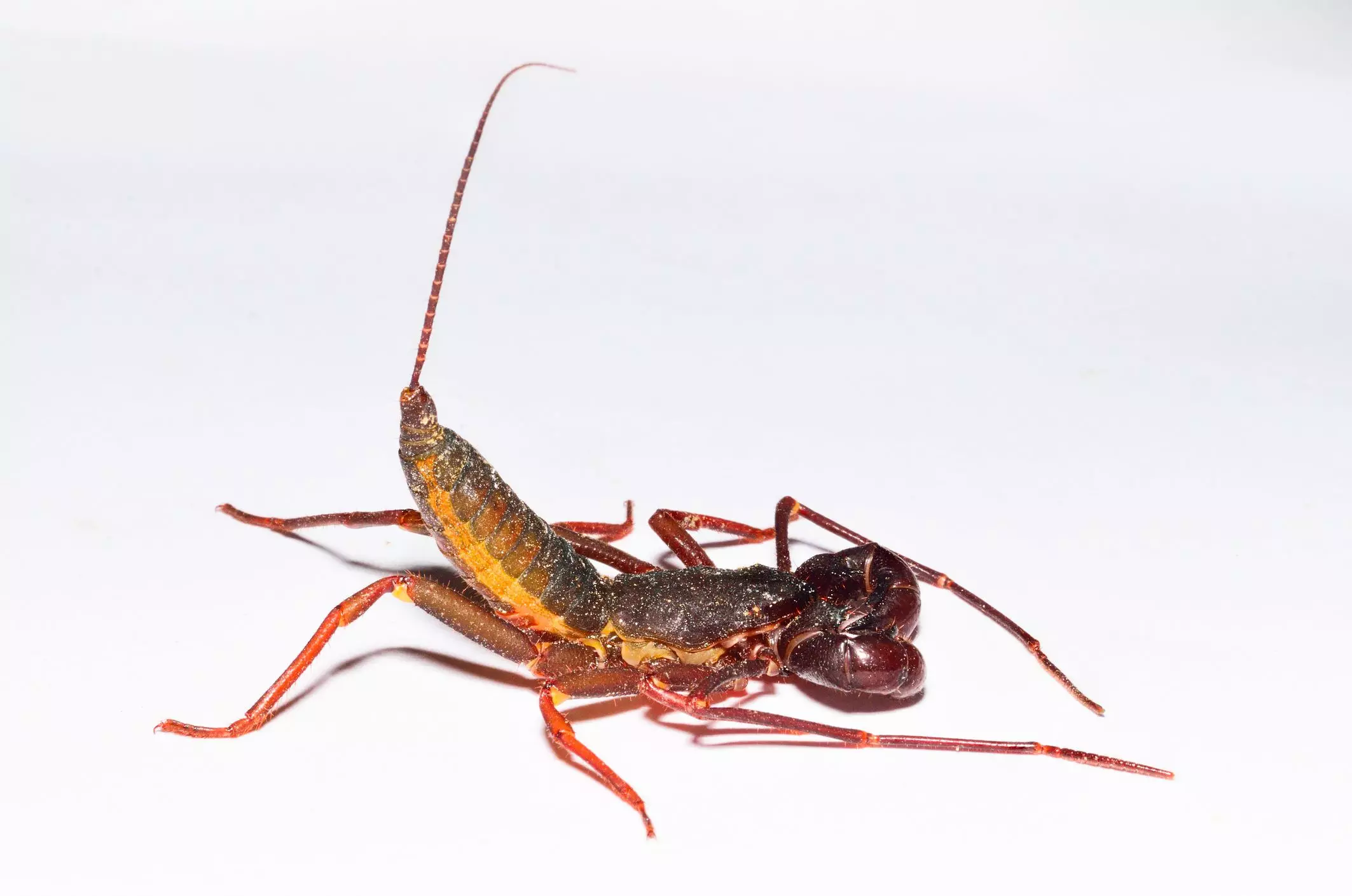 Whip Scorpions выглядаюць страшна, але не джаляць