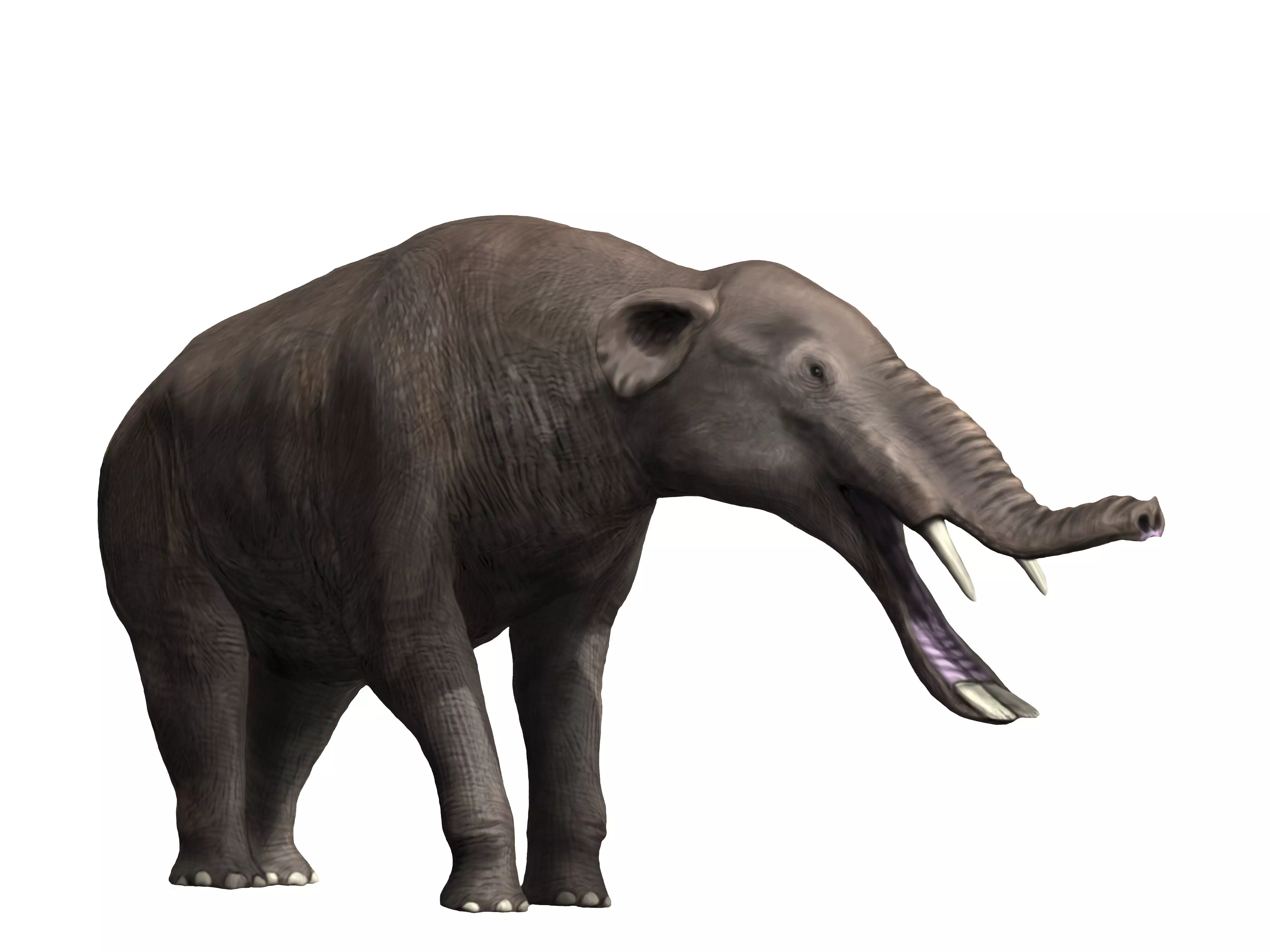 Platybelodon grangeri grafik ko'rsatish