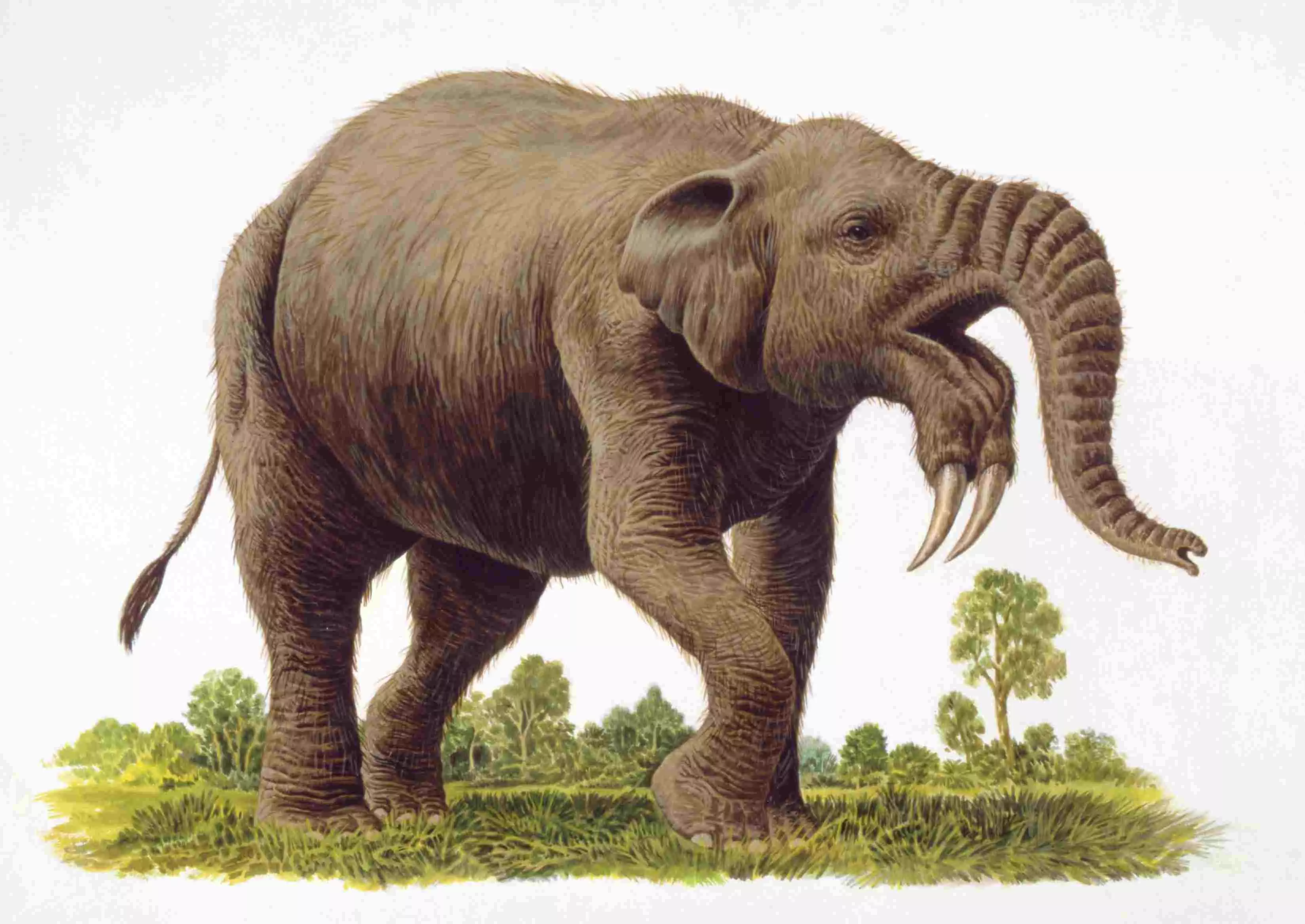 Setšoantšo sa Deinotherium (Proboscideans)