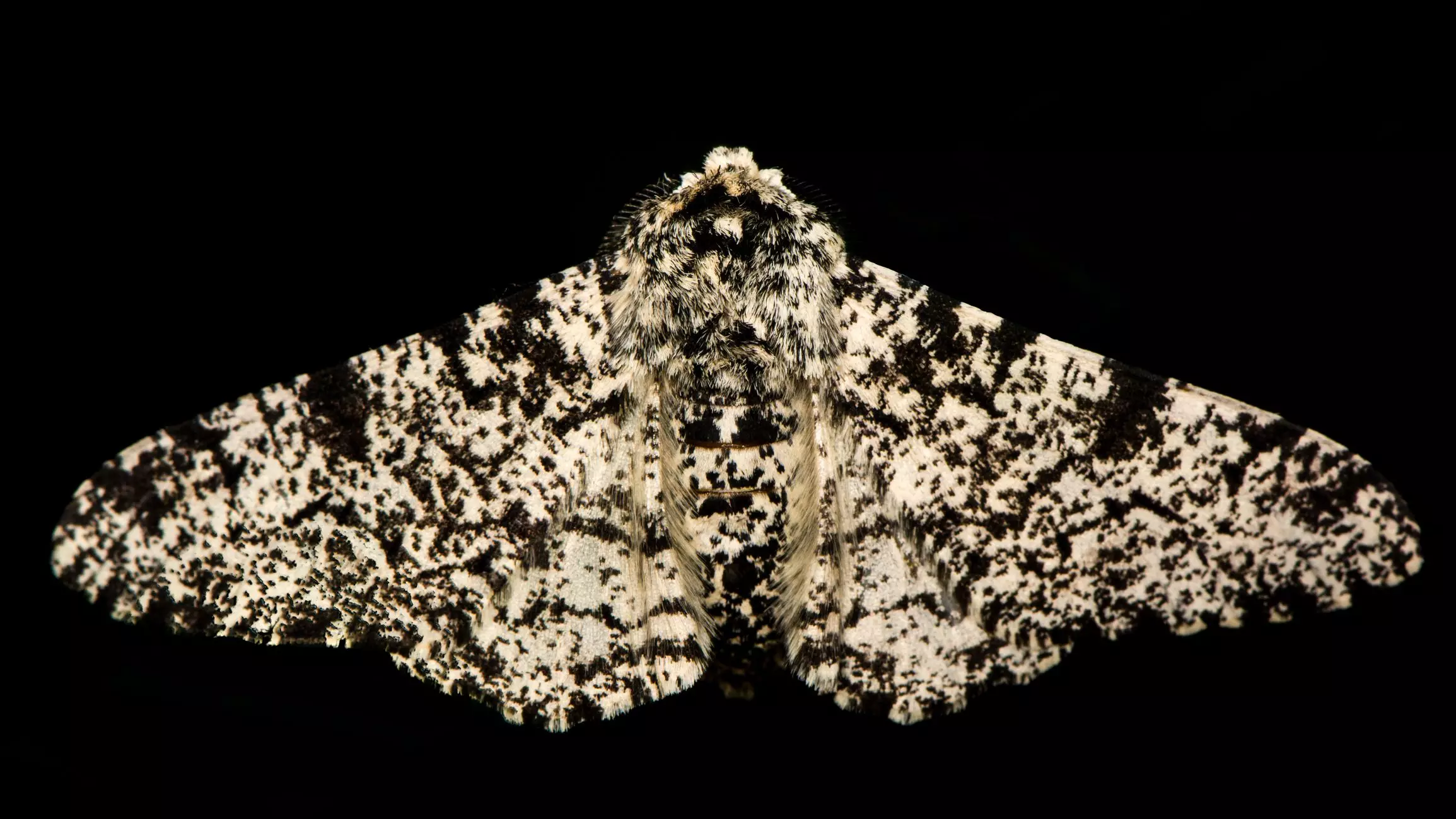 Peppered Moths: A Natural Selection Case Study