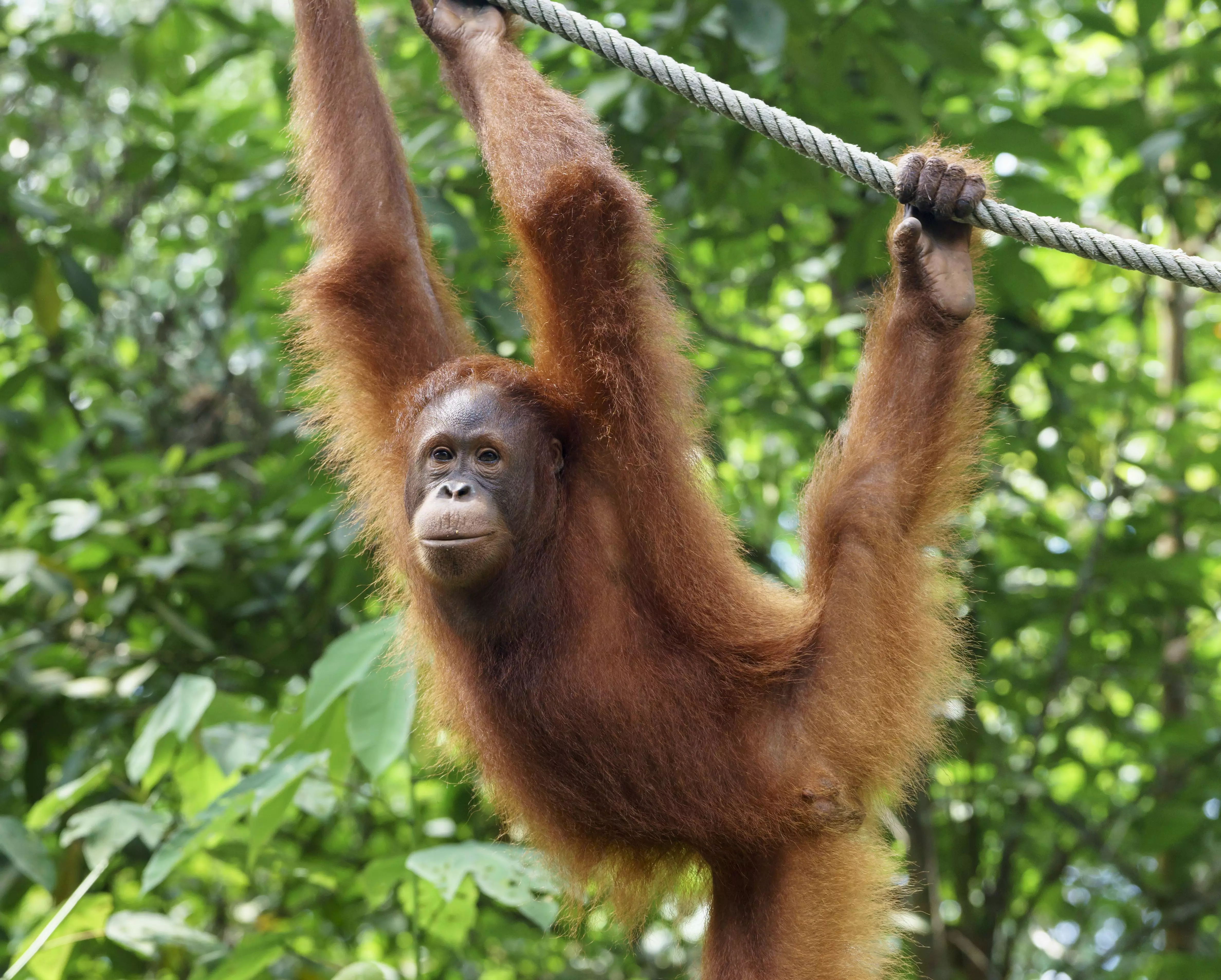 10 Rastiyên Di derbarê Orangutan de