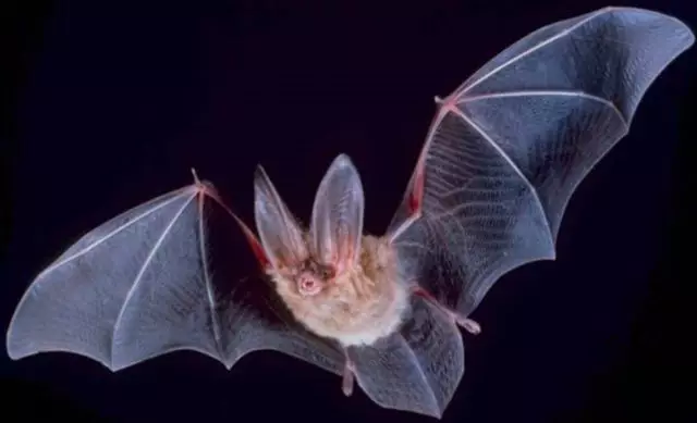 10 fascinujúcich faktov o netopieroch