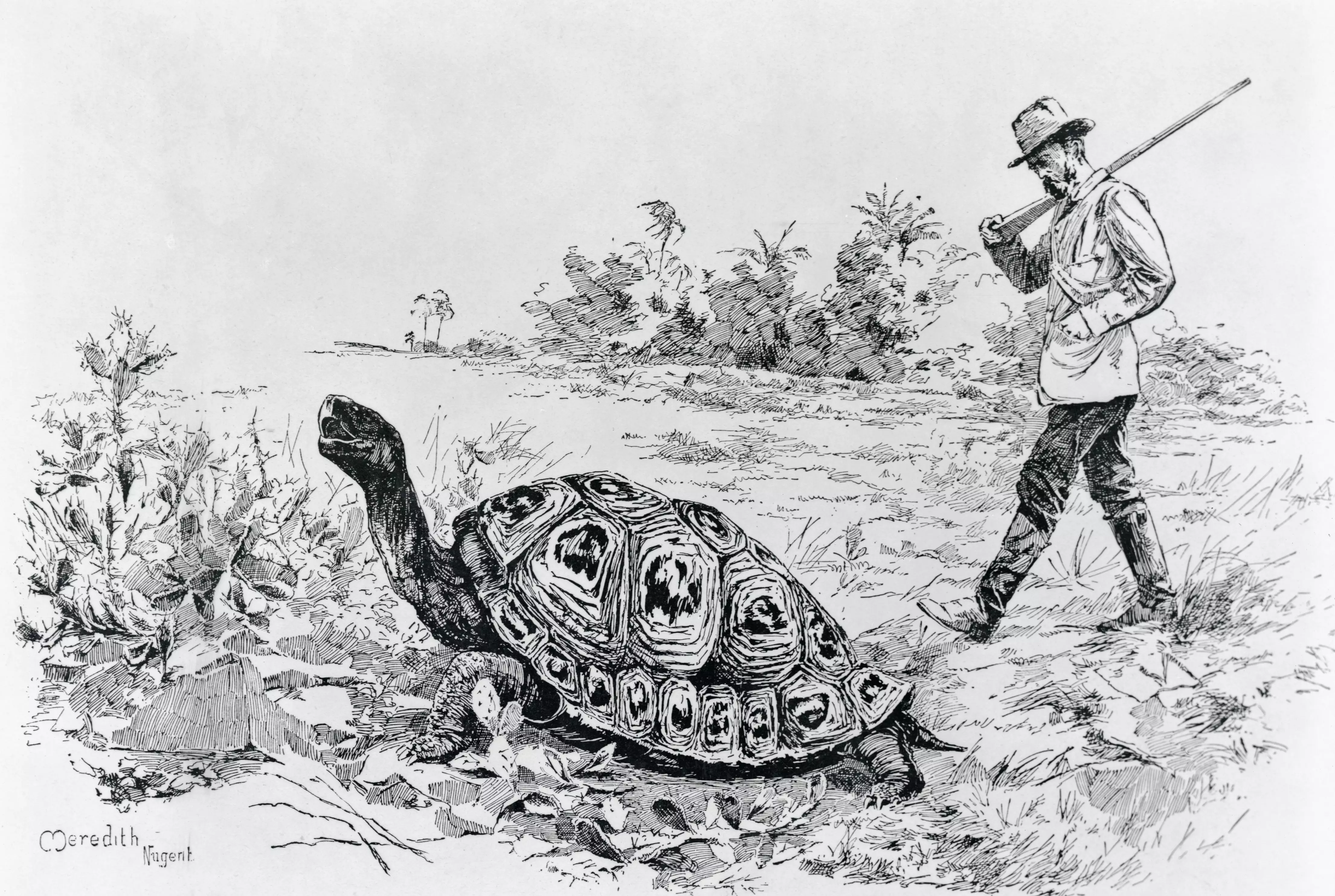 Darwin tester hastigheden af en elefantskildpadde (Galapagosøerne) af Meredith Nugent