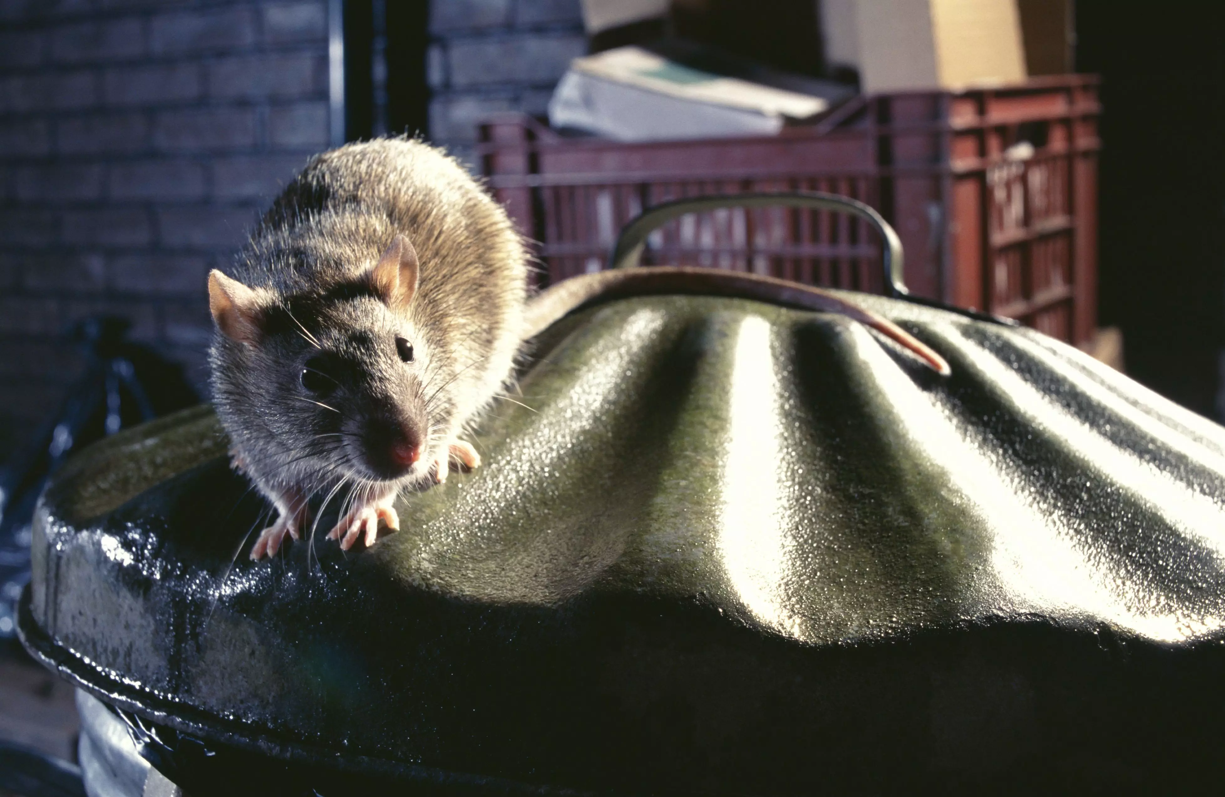 Rat surmulot (Rattus norvegicus) sur poubelle, Europe