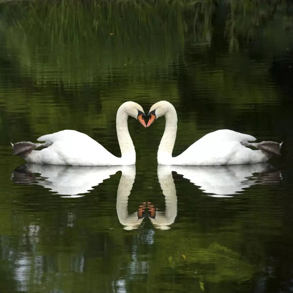 Muzilankhula swans