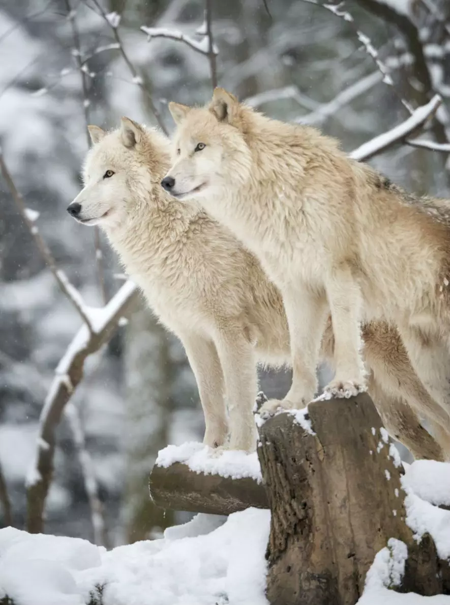 Arktyske wolven