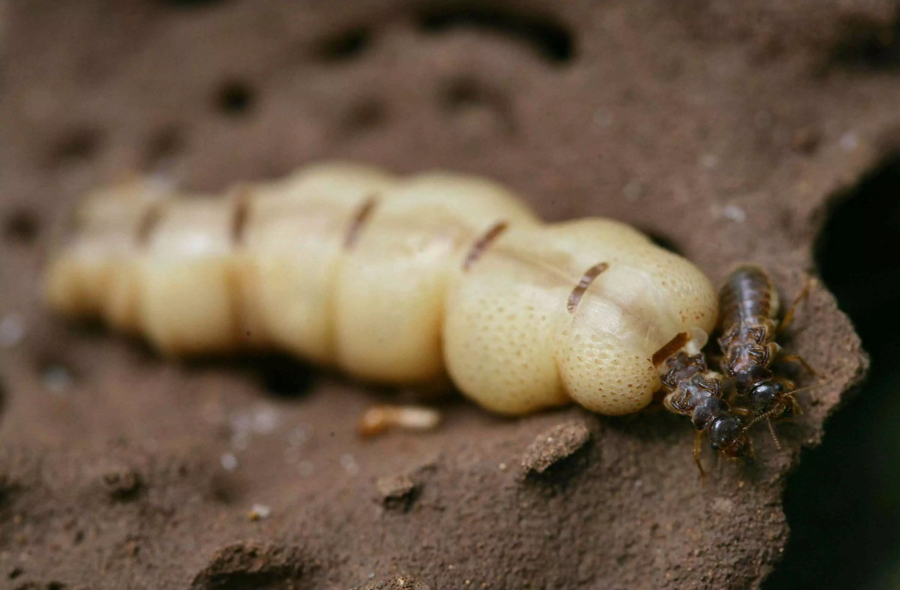 Termiter