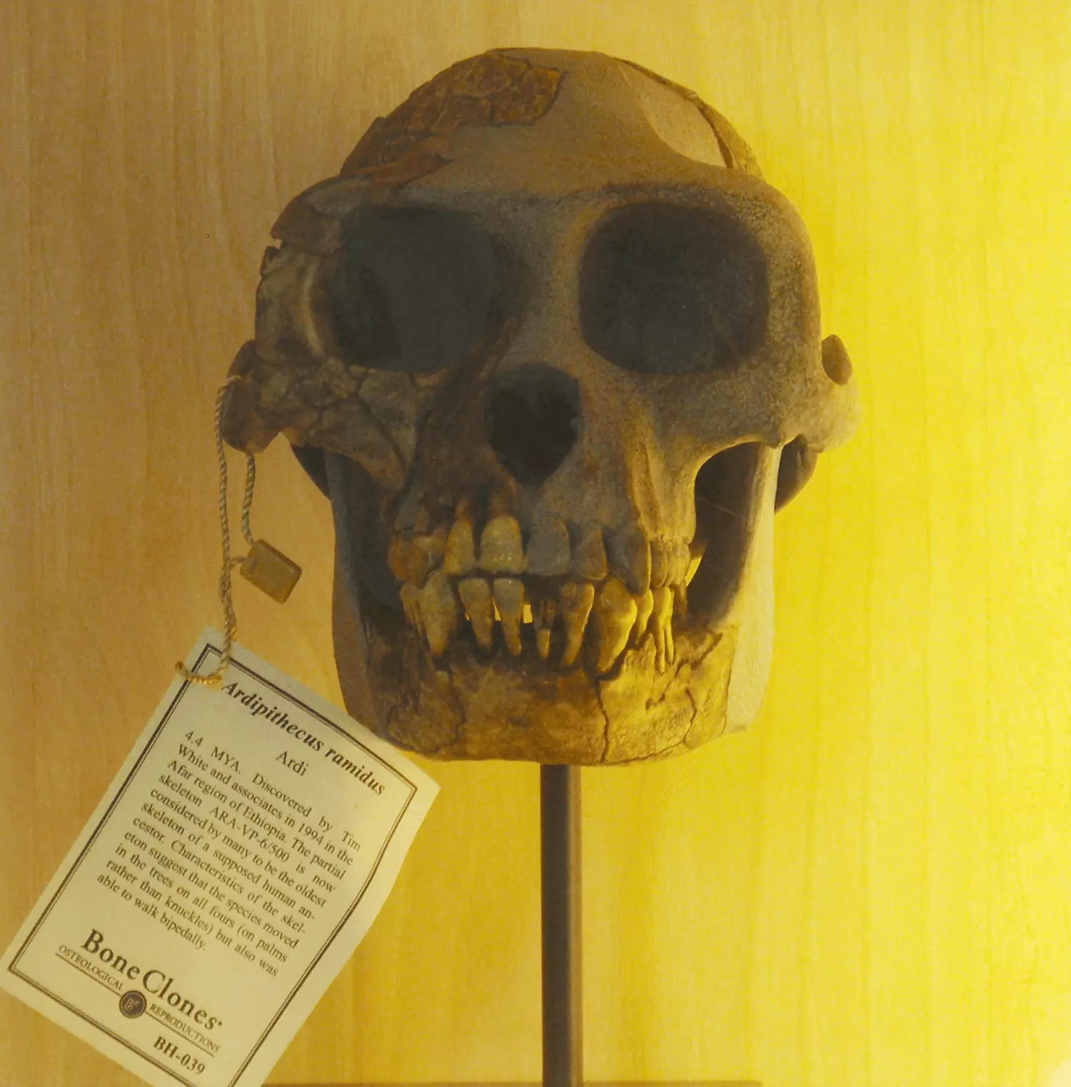 Ardipithecus cráneo