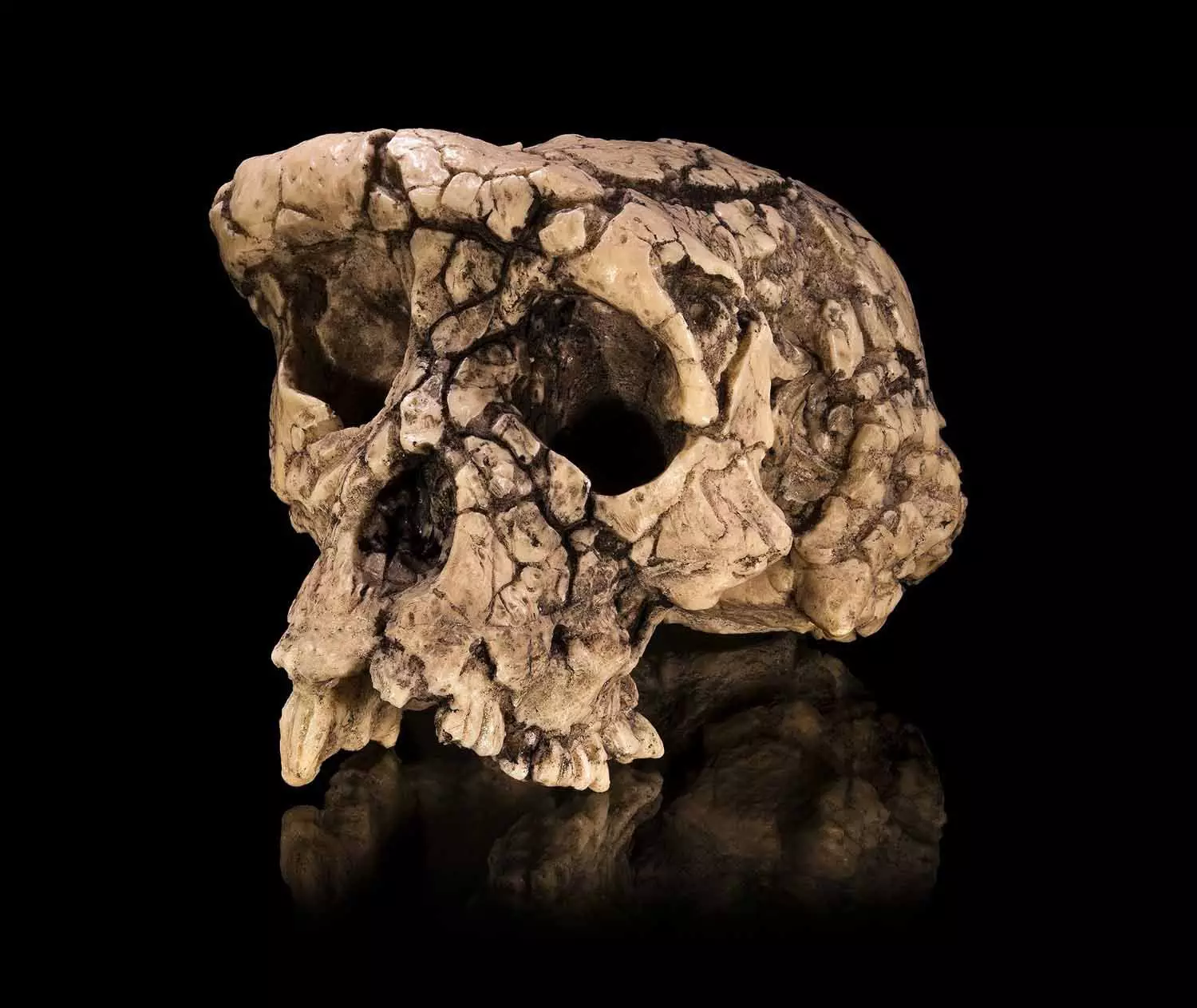 Đúc của cranium holotype Sahelanthropus tchadensis