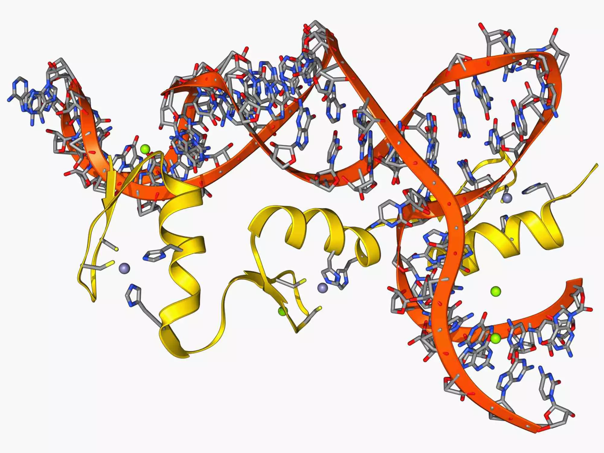 Ribosomalt RNA og transkriptionsfaktorer