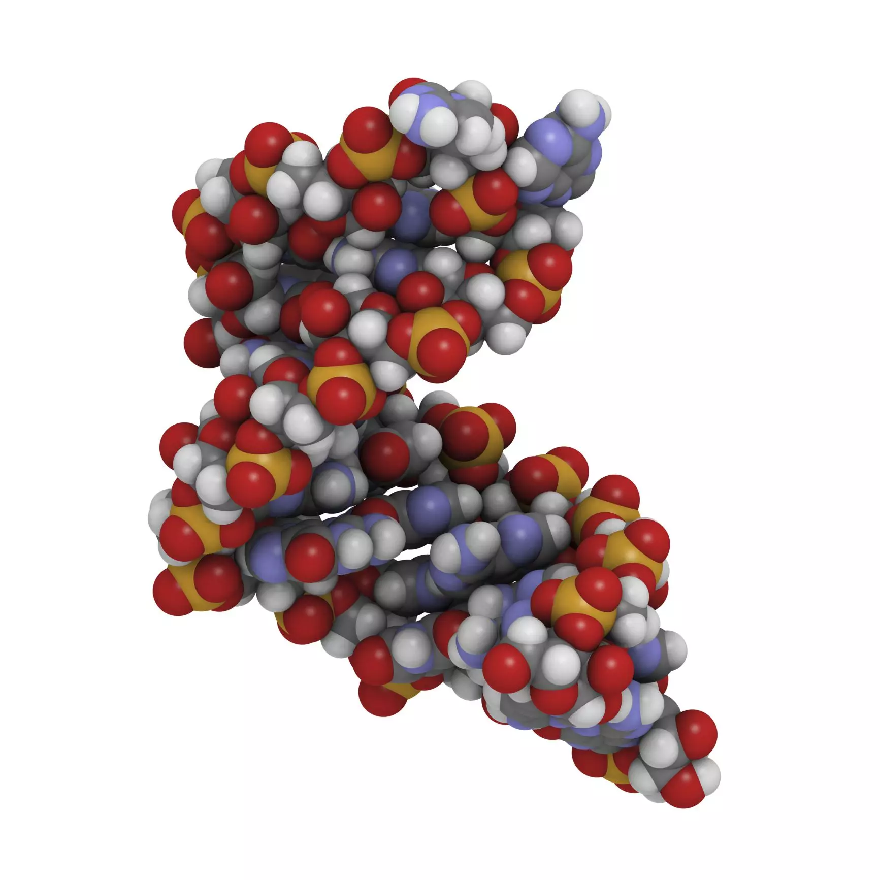 Molekylær model af mikroRNA