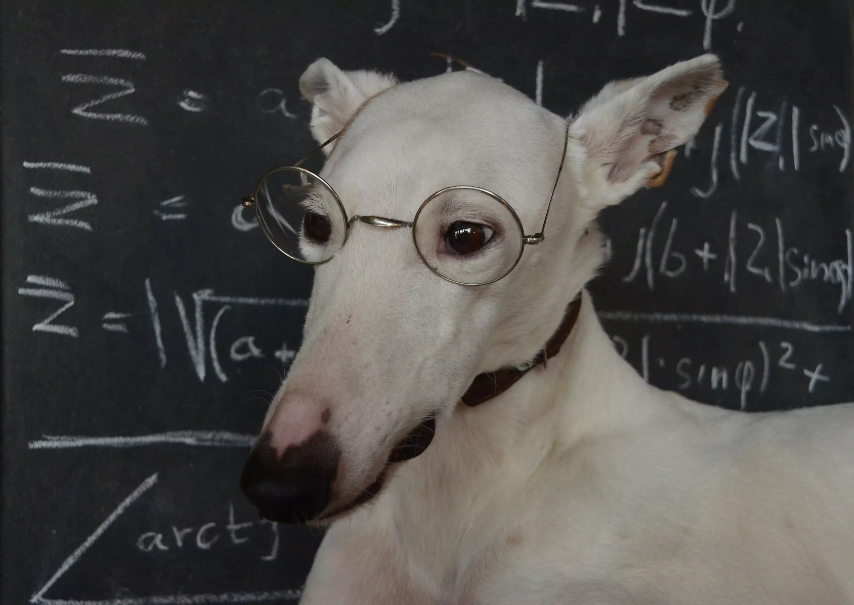 10 най-интелигентни животни