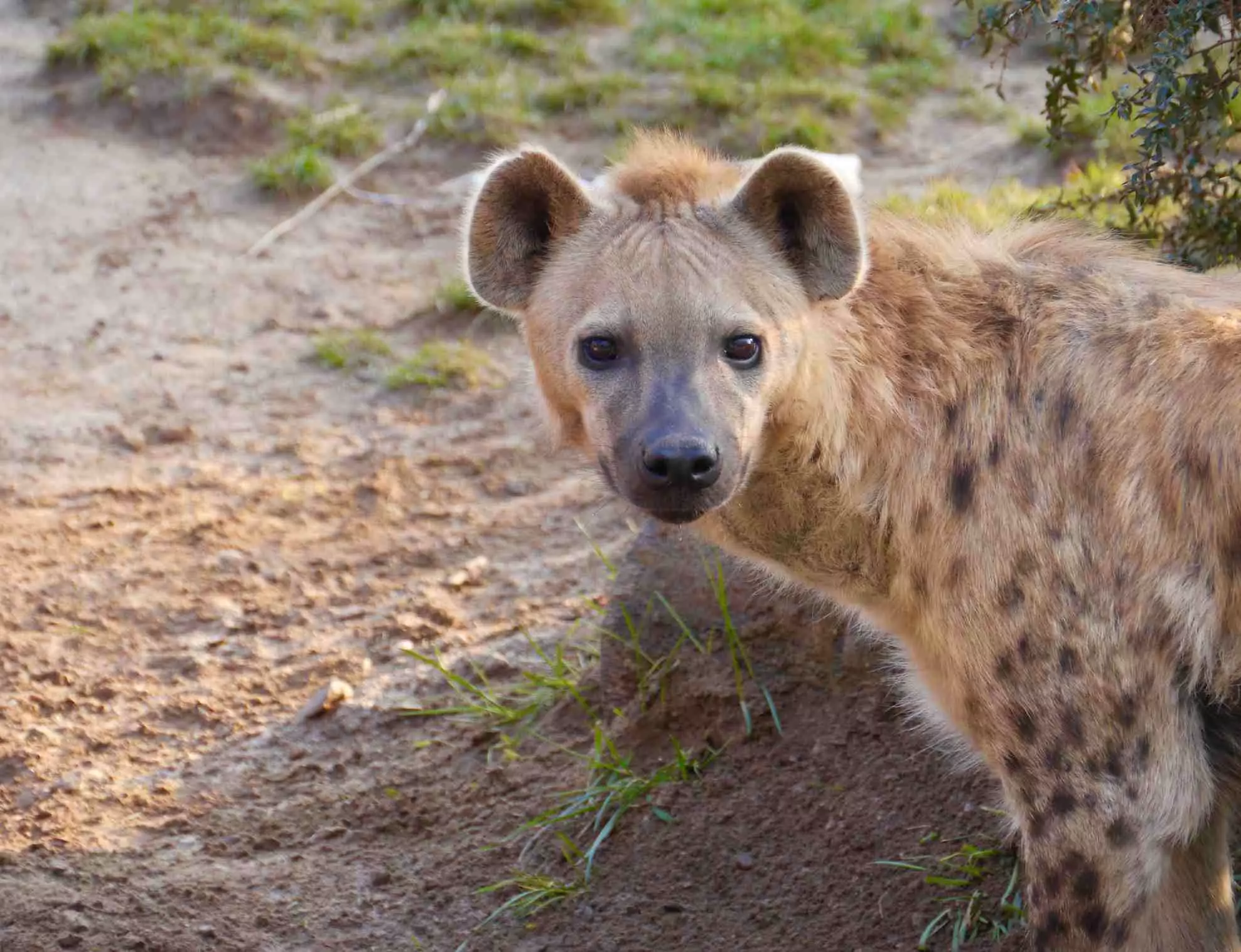 gevlekte hyena