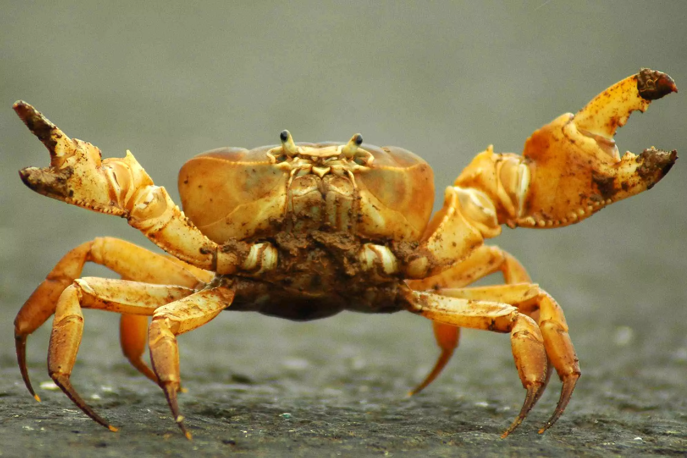 Ketam dengan kuku terangkat.