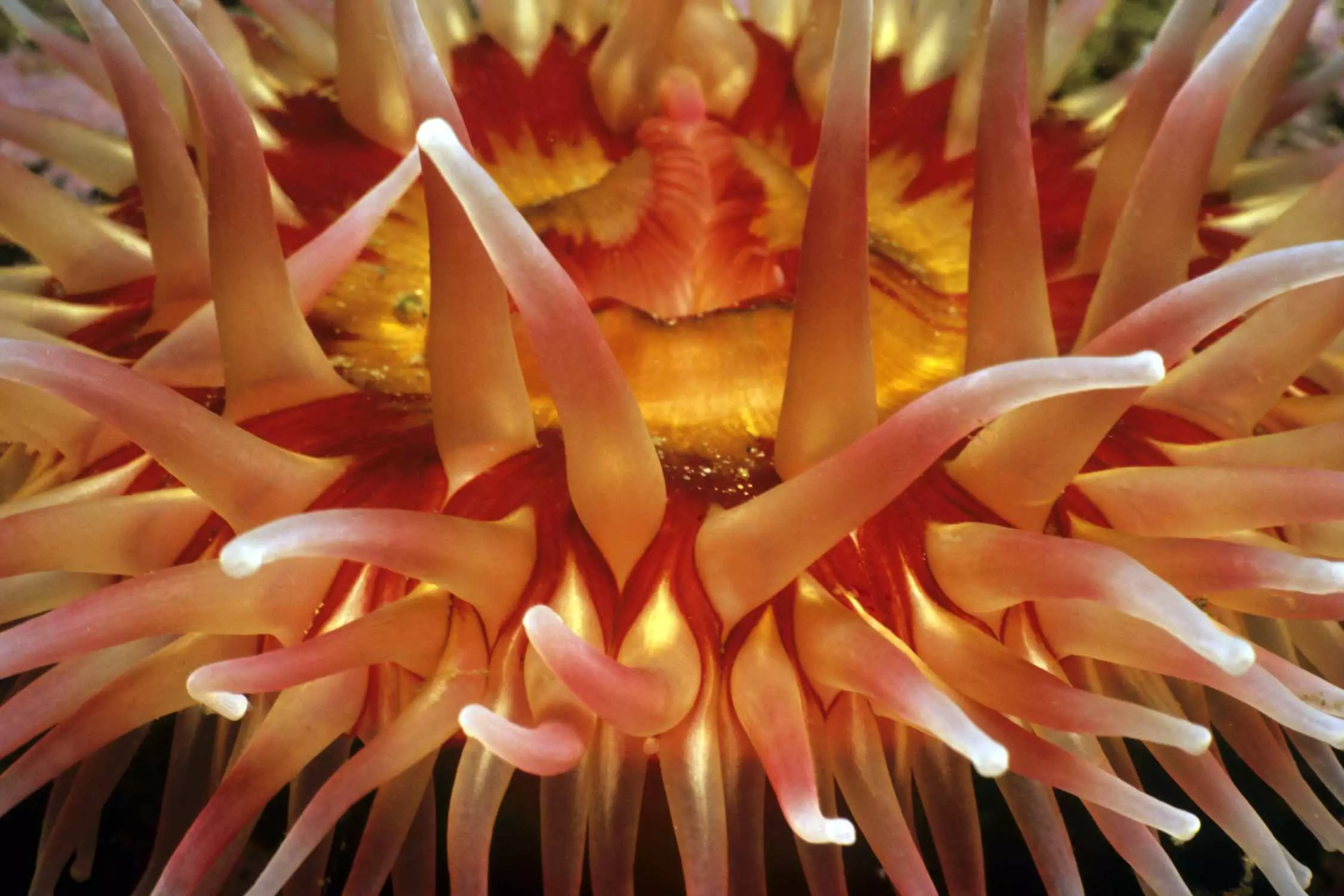 Close up ng sea anemone.