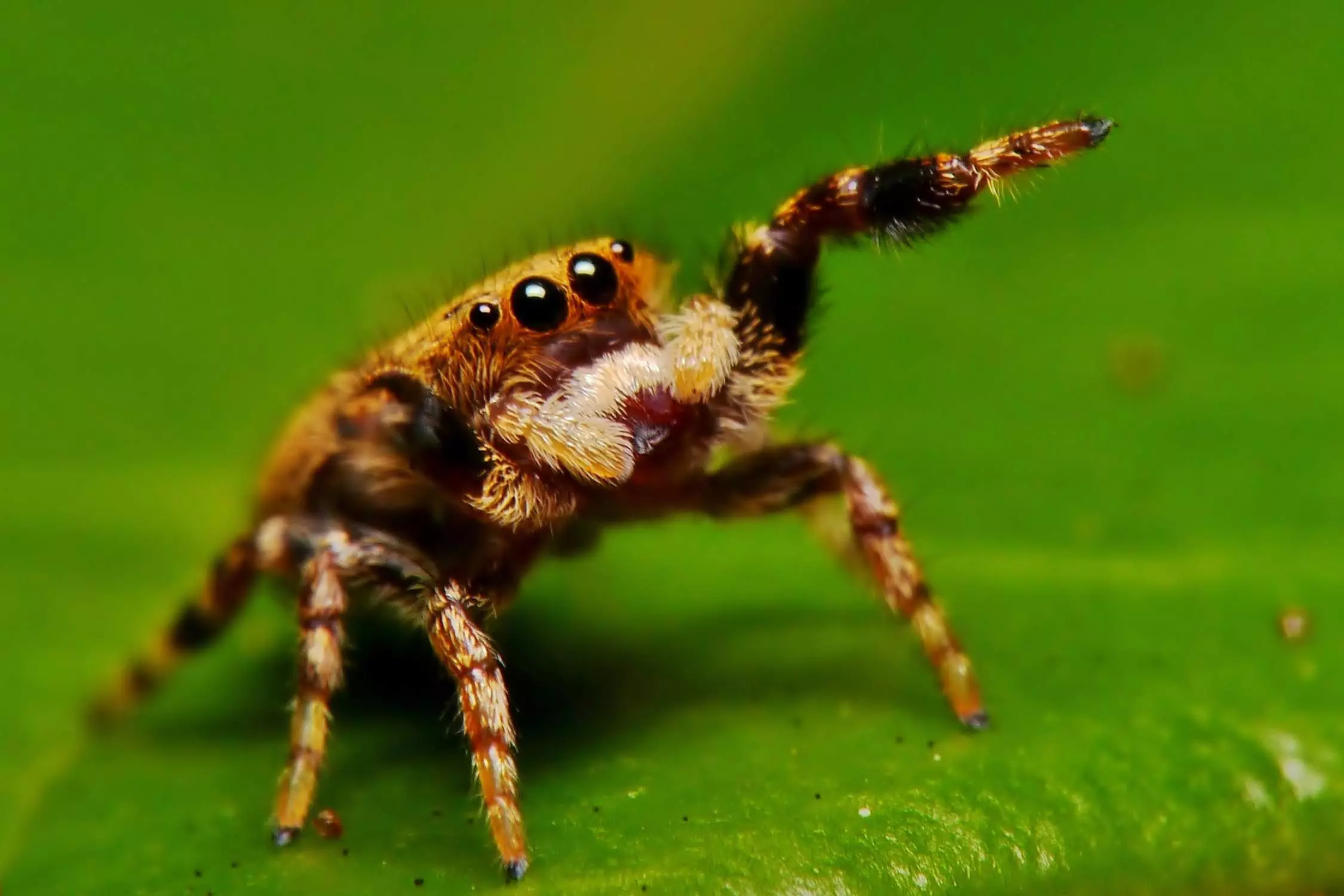 Aranha saltadora com pernas levantadas.