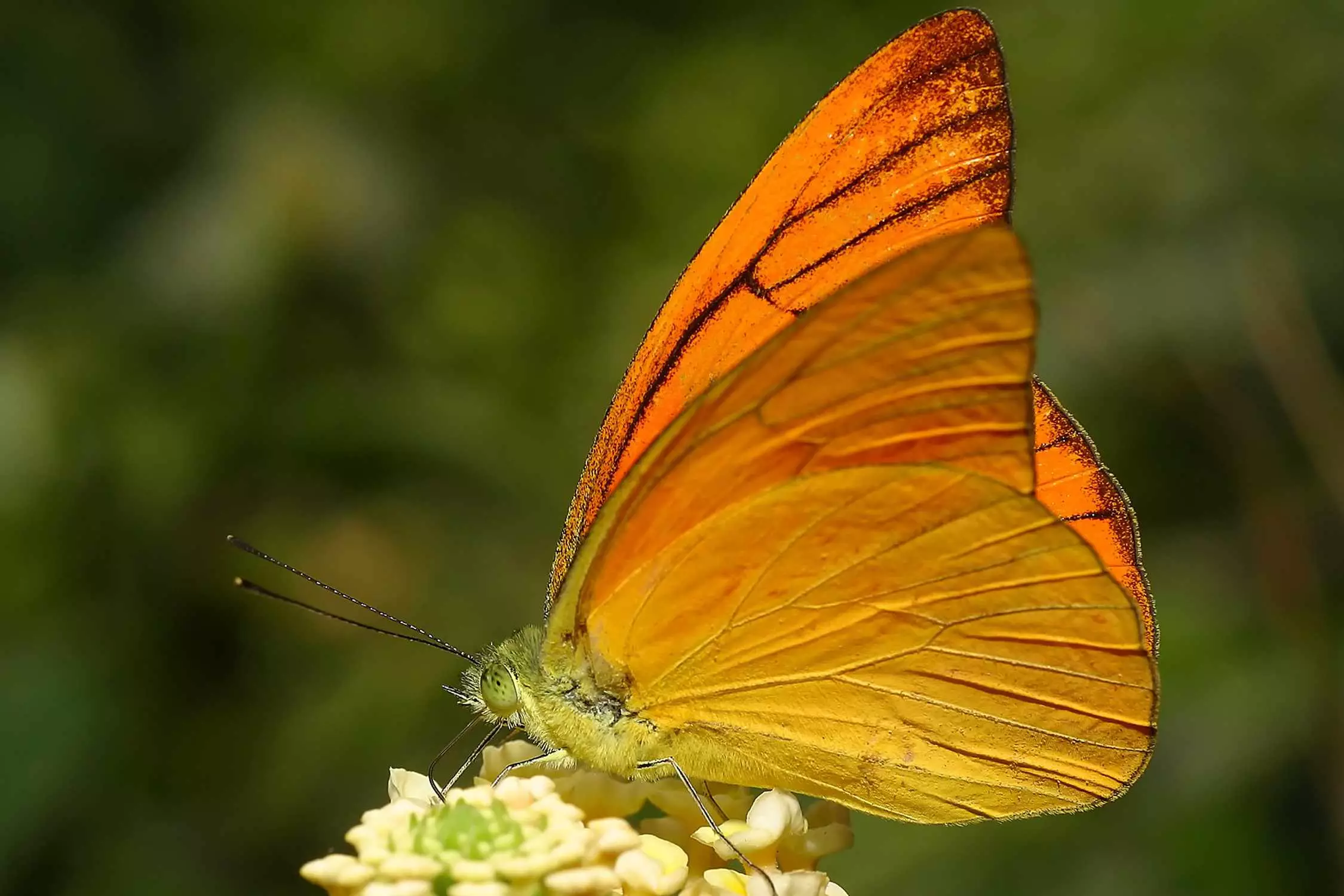 Borboleta bebendo da flor.