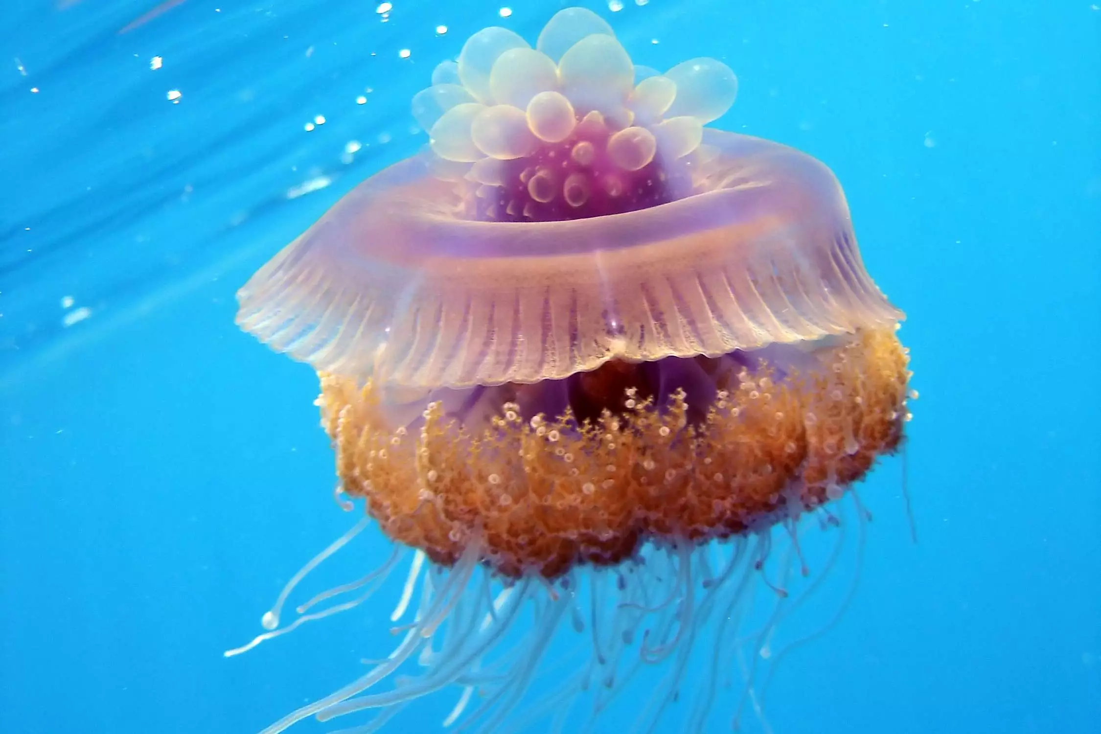 I-Jellyfish emanzini ahlanzekile, aluhlaza okwesibhakabhaka.